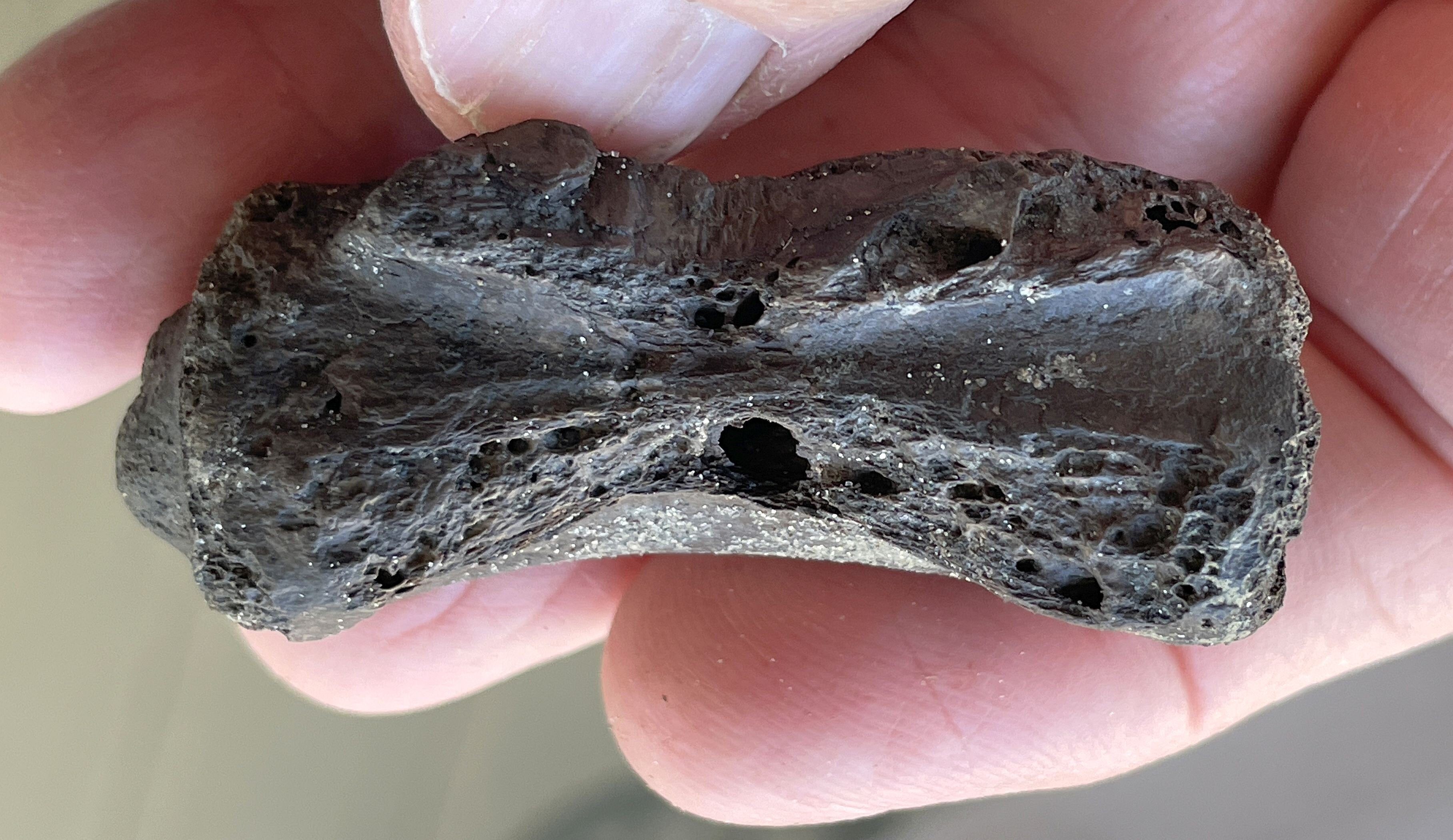 Broken Alligator Bones - Fossil ID - The Fossil Forum