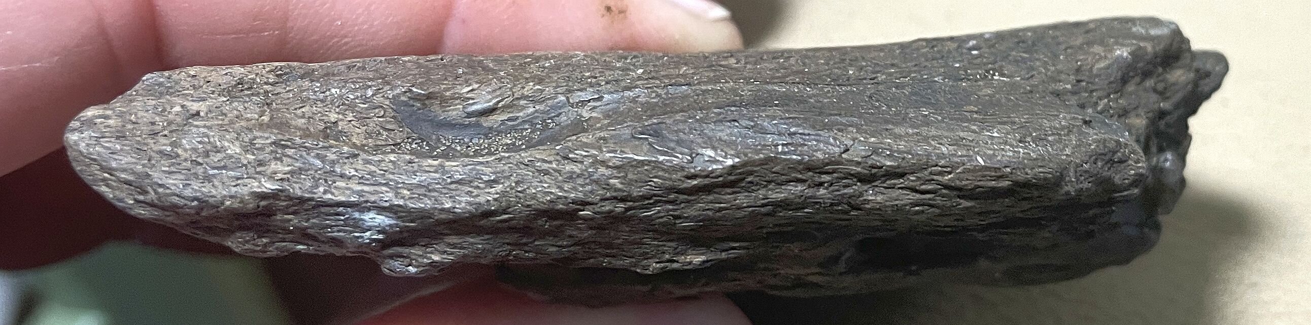 Broken Alligator Bones - Fossil ID - The Fossil Forum