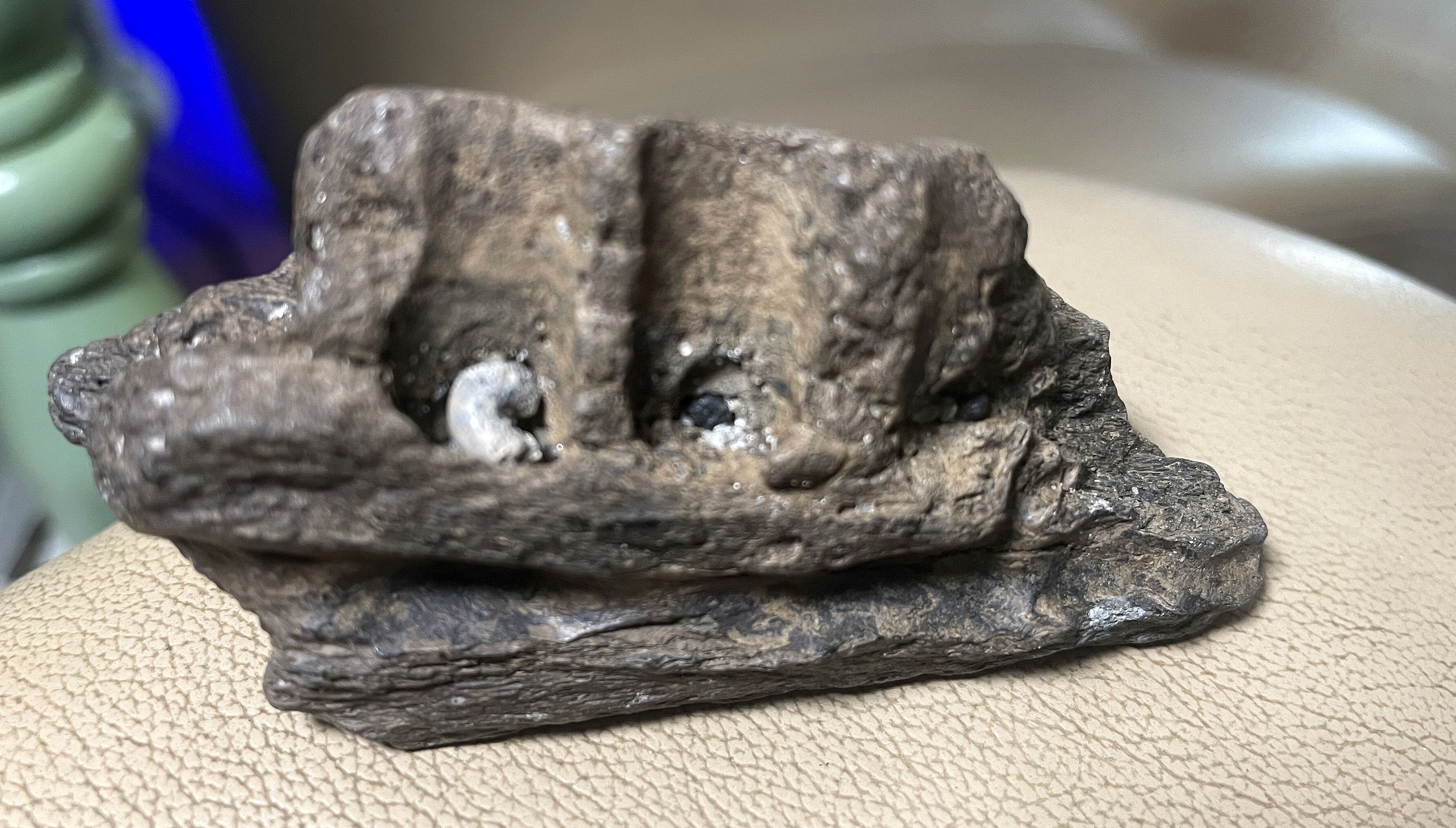 Broken Alligator Bones - Fossil ID - The Fossil Forum