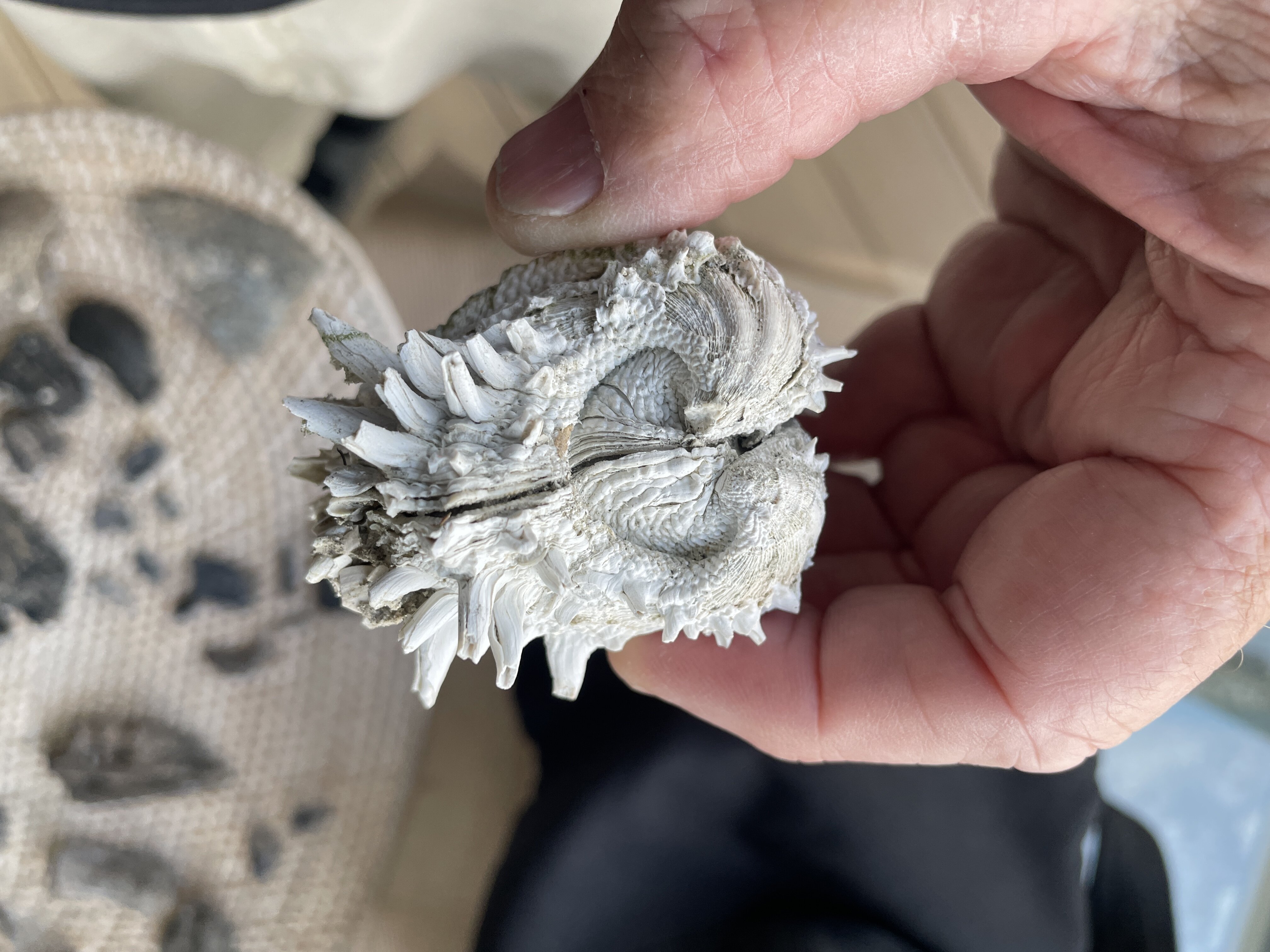 Florida Quarry Field Trip - Fossil Hunting Trips - The Fossil Forum