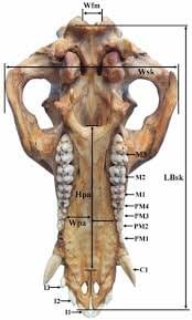 tooth - Fossil ID - The Fossil Forum