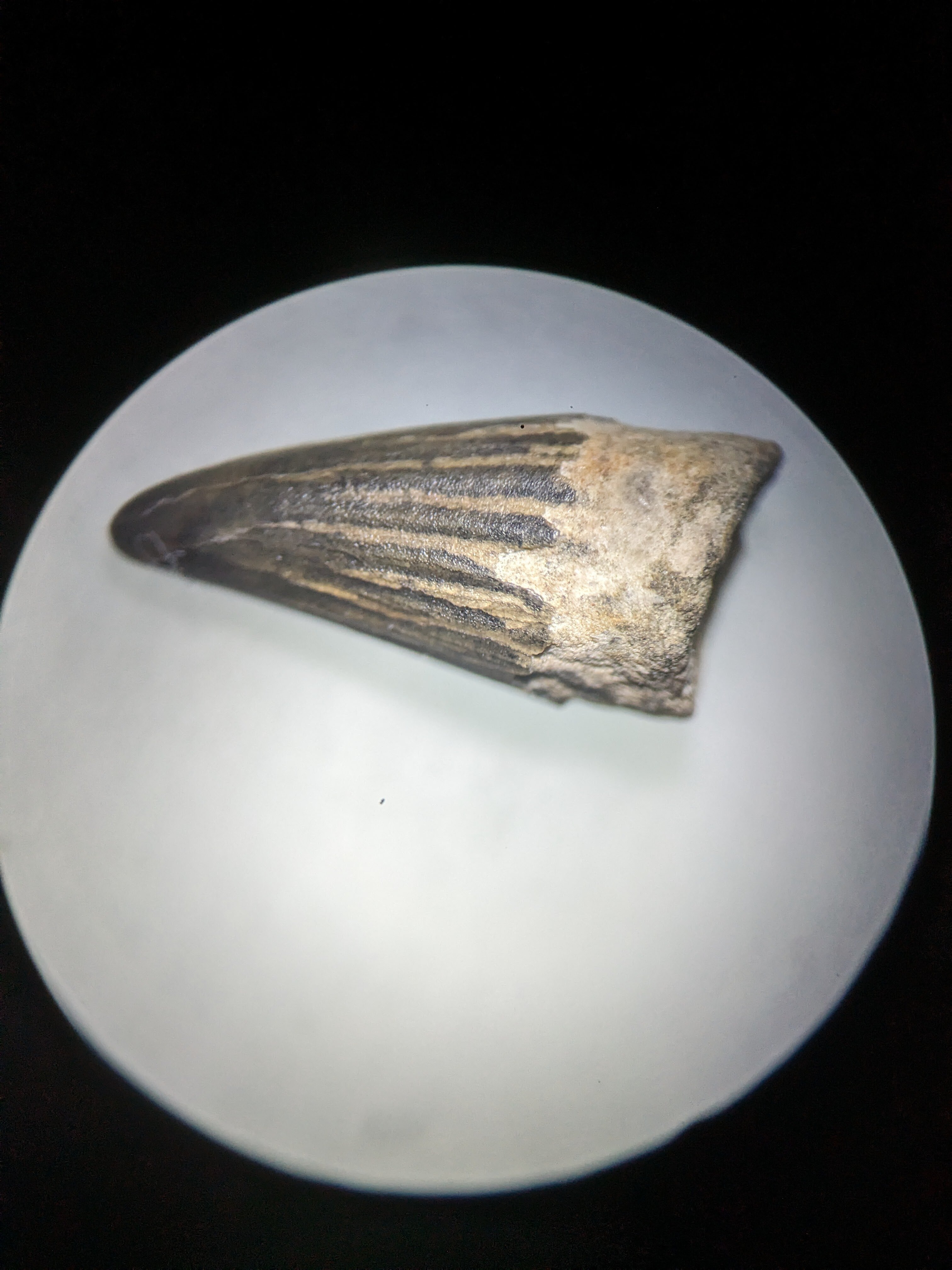 Possible juvenile pliosaur tooth from the Oxford Clay - Fossil ID - The ...