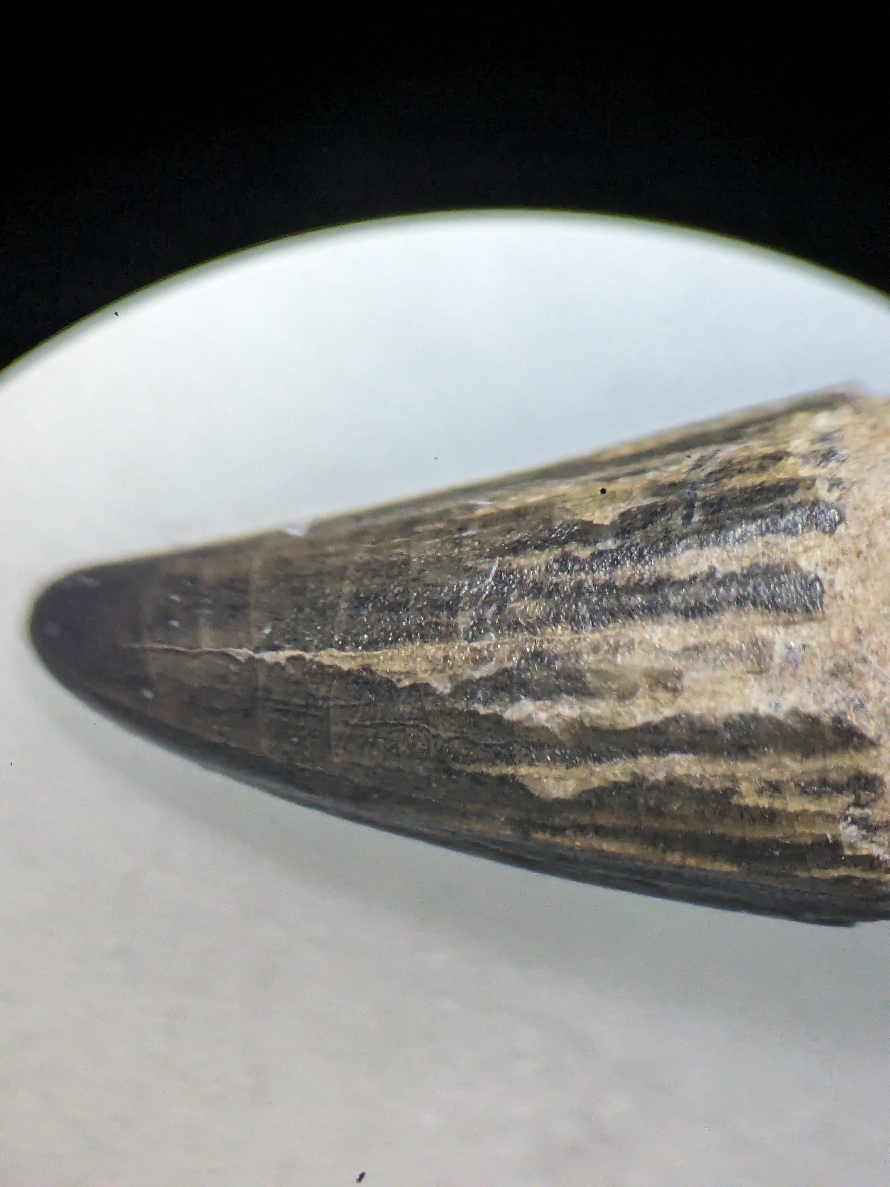 Possible juvenile pliosaur tooth from the Oxford Clay - Fossil ID - The ...