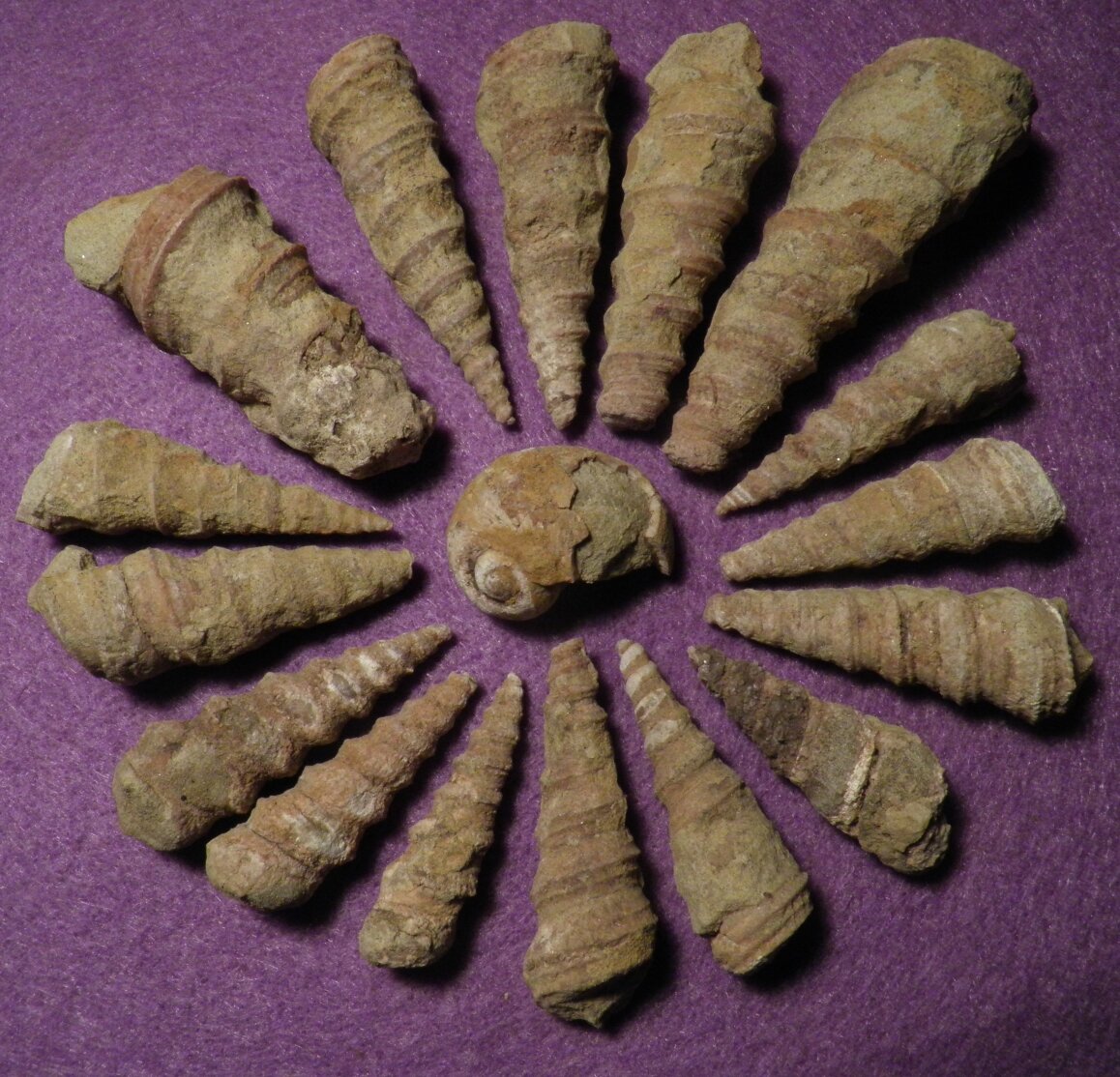 Using Fossils to Create Abstract Art - Paleo Re-creations - The Fossil ...