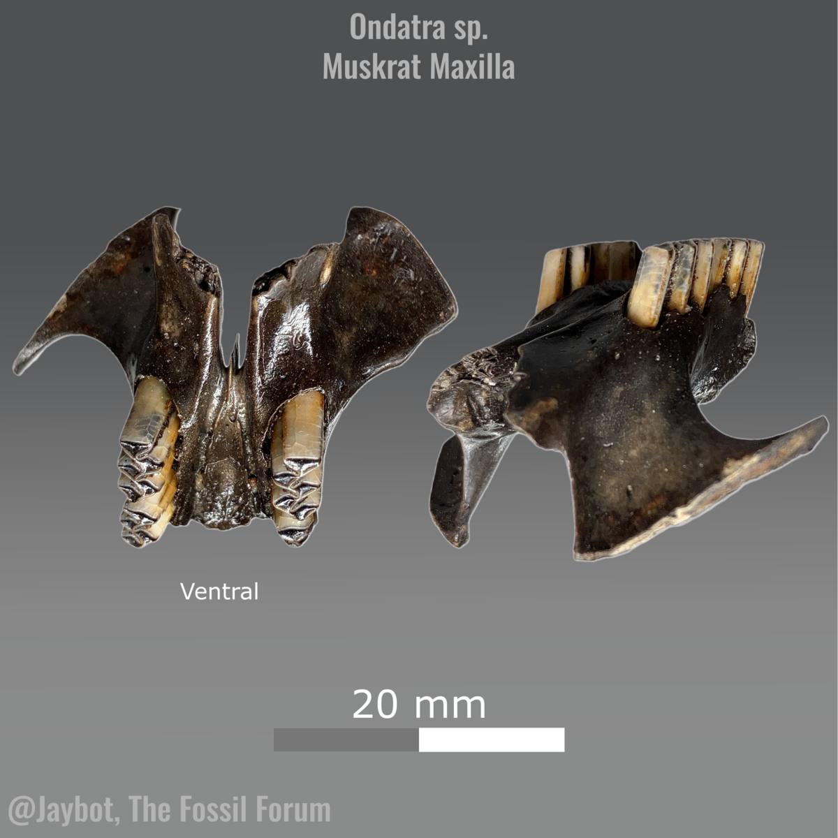 Ondatra sp. maxilla - Member Collections - The Fossil Forum