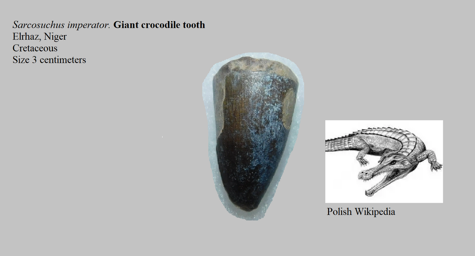 Sarcosuchus imperator - Member Collections - The Fossil Forum