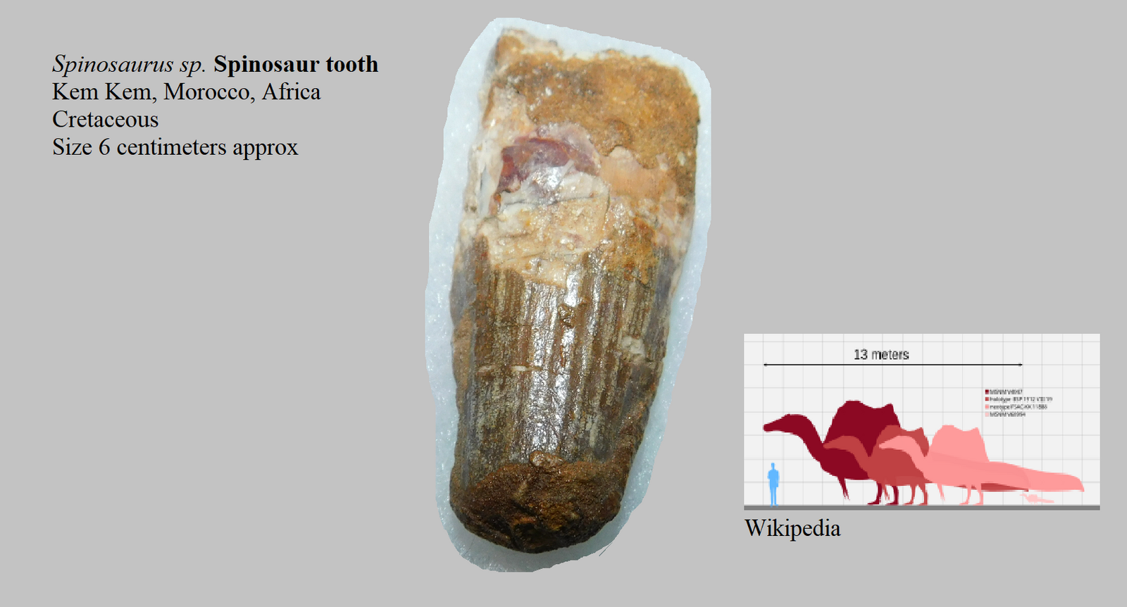 Spinosaurus sp. - Member Collections - The Fossil Forum