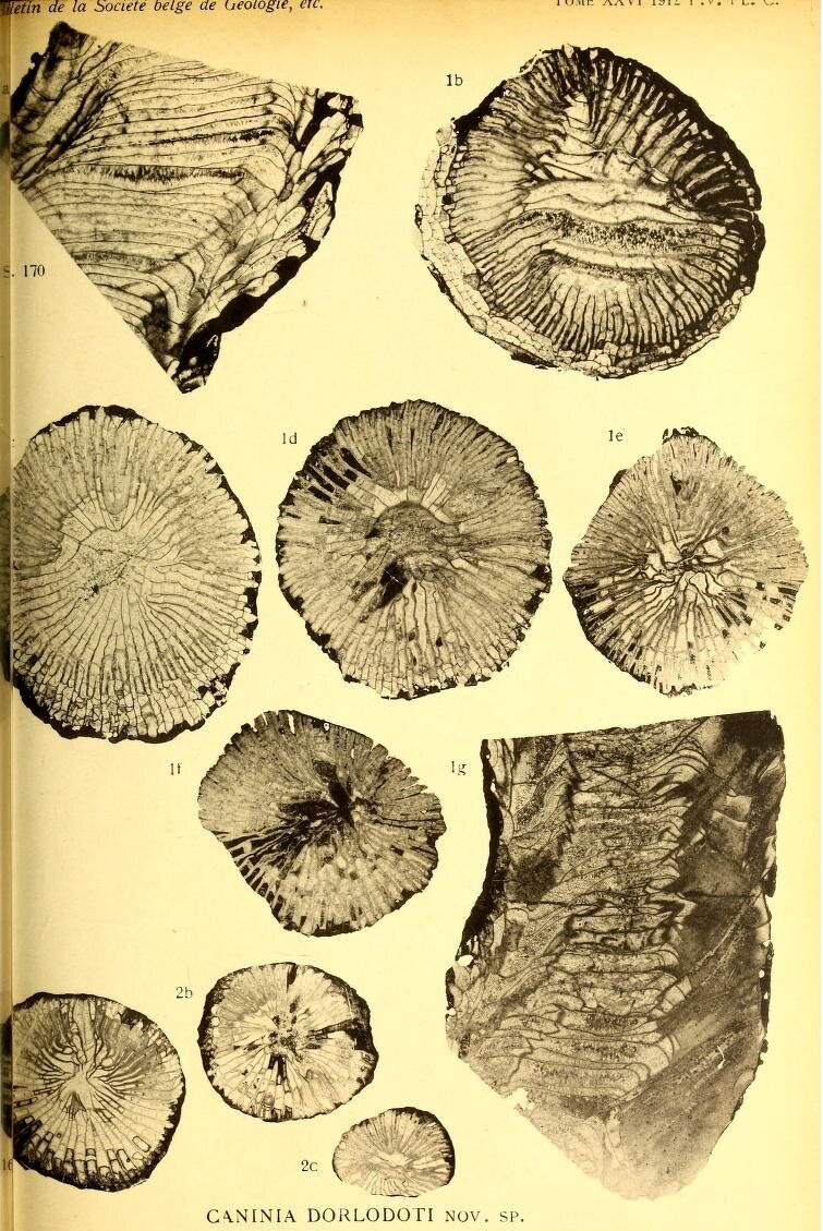 Lower Carboniferous ireland - Fossil ID - The Fossil Forum