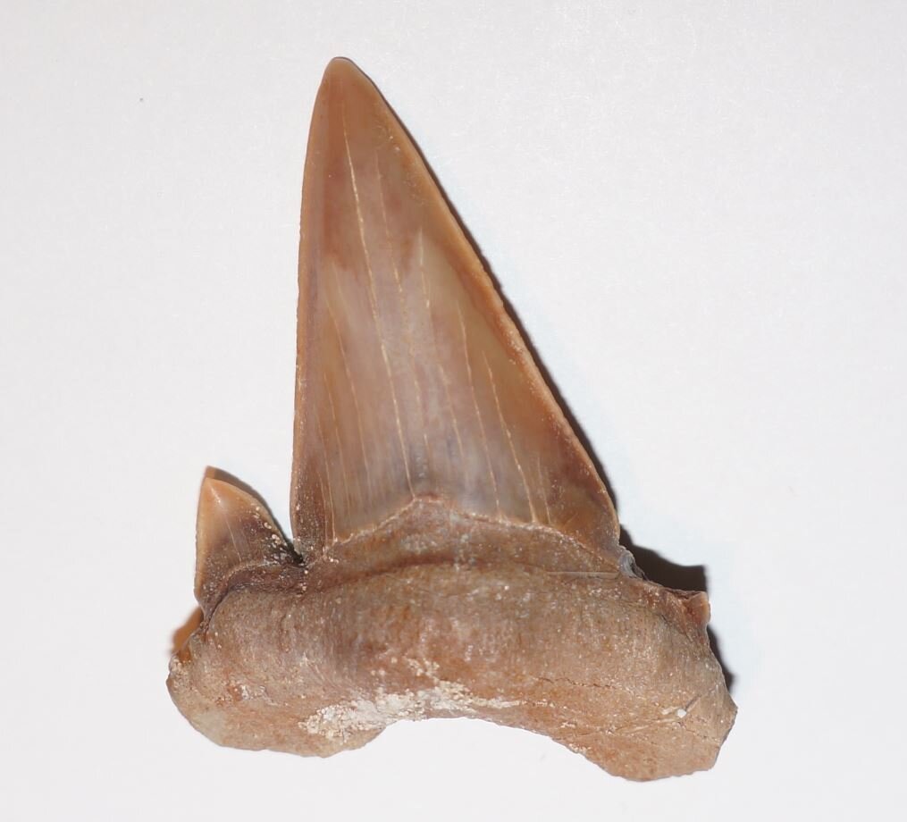 Moroccan tooth - Fossil ID - The Fossil Forum