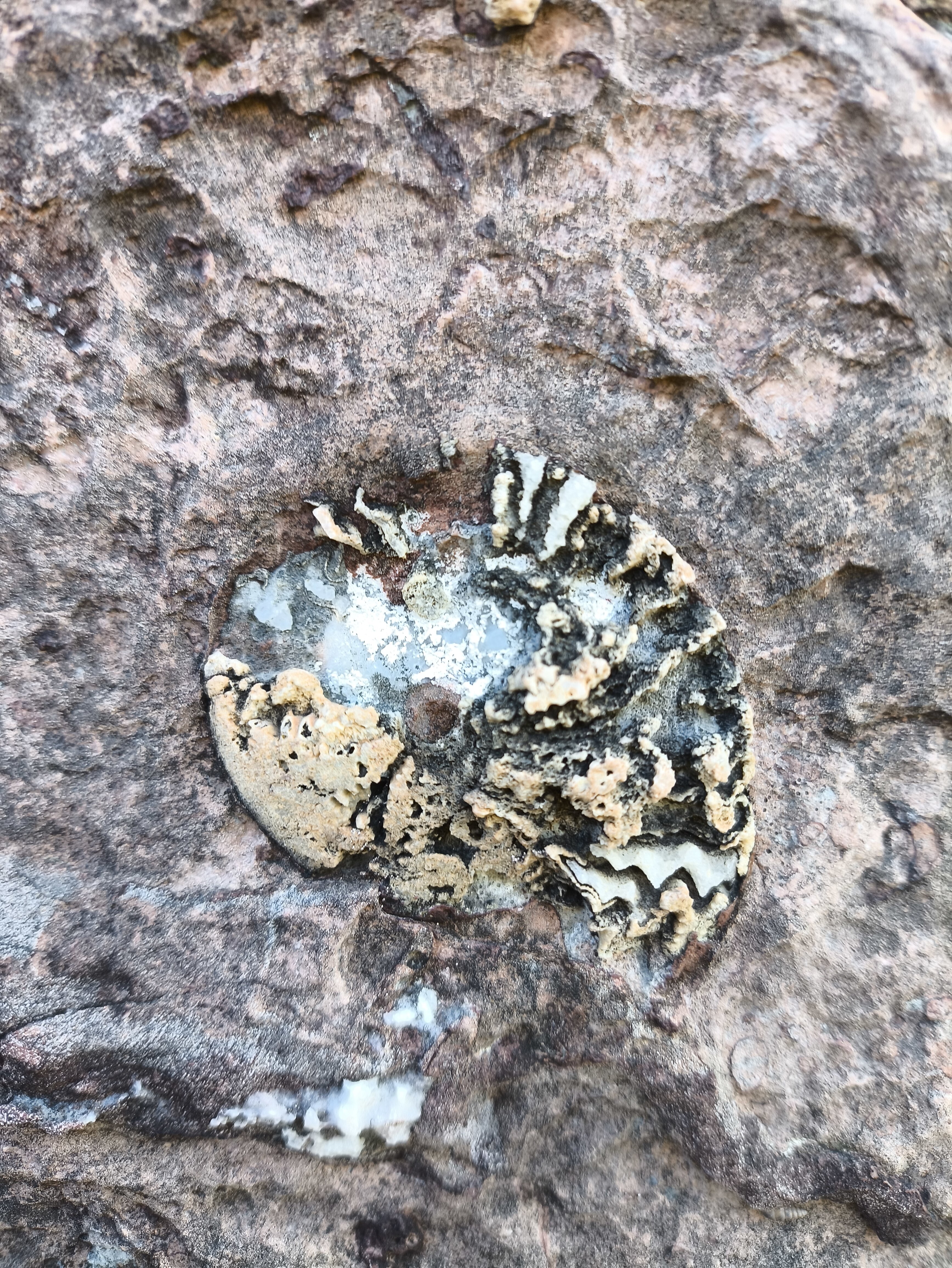 Lower Triassic ammonites island of Chios Greece - Fossil Hunting Trips ...