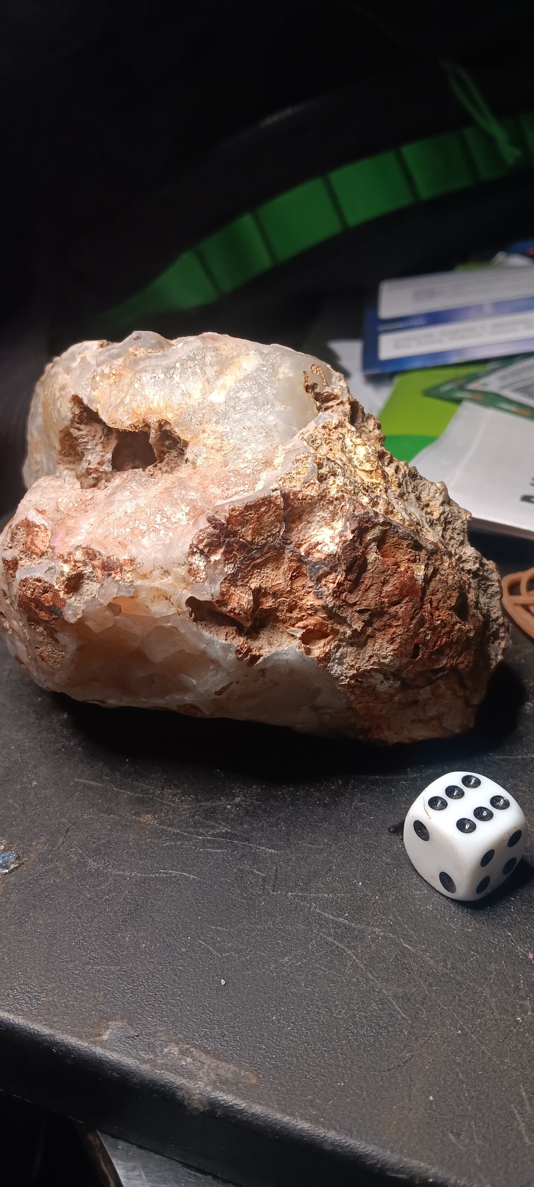 head - Fossil ID - The Fossil Forum