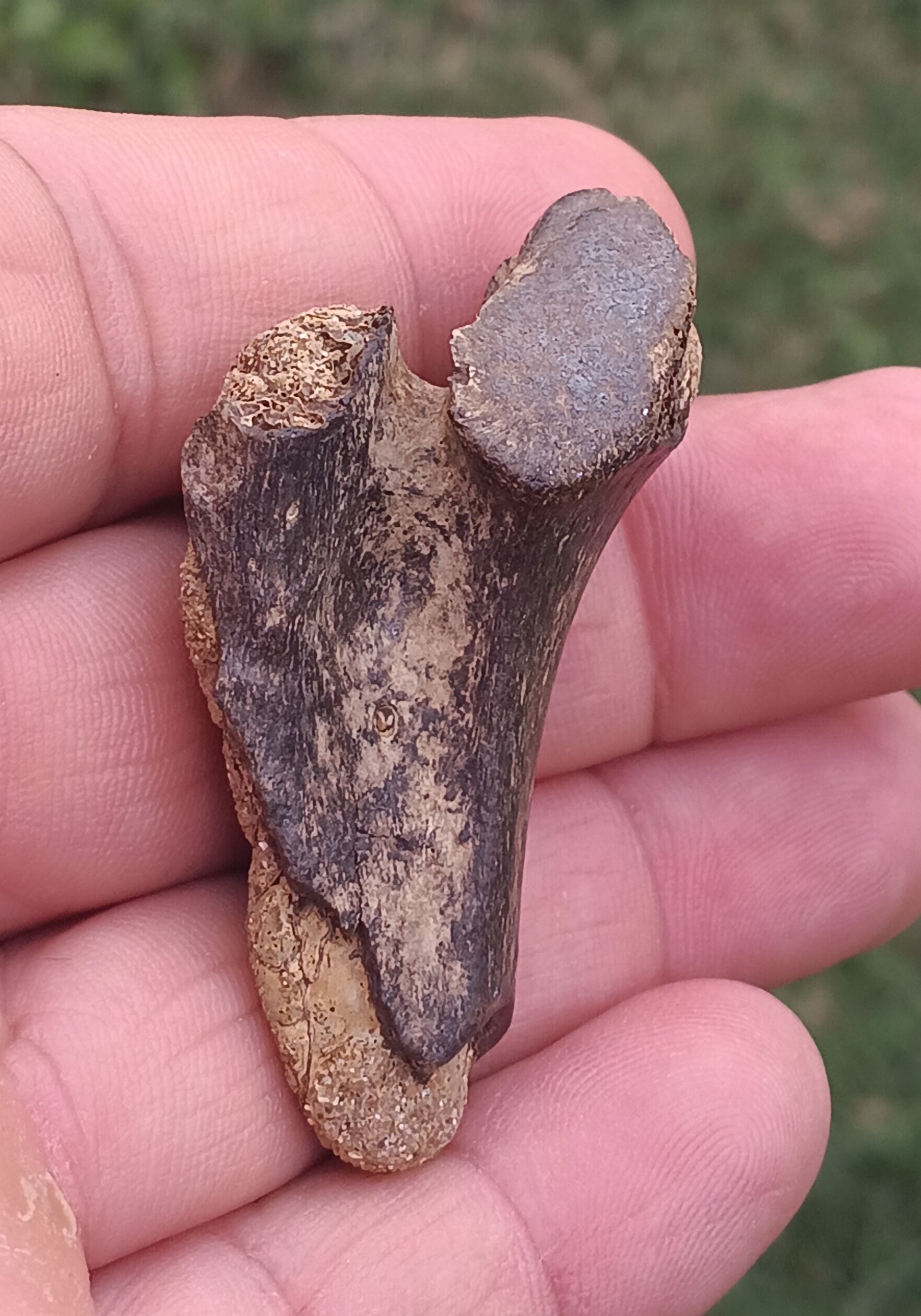 SE Texas - What bone is this? - Fossil ID - The Fossil Forum