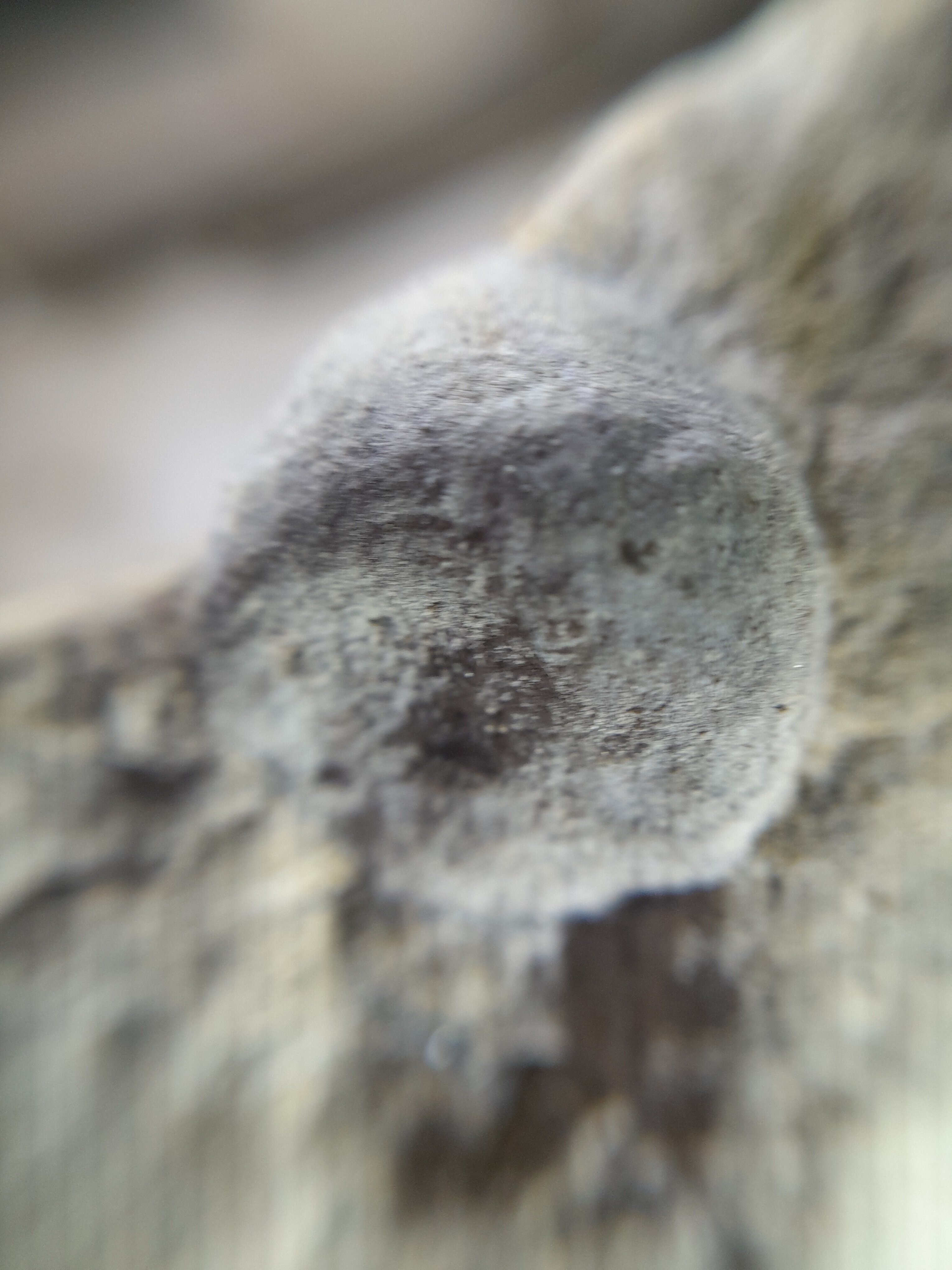 What are these nodes on this rock - Fossil ID - The Fossil Forum