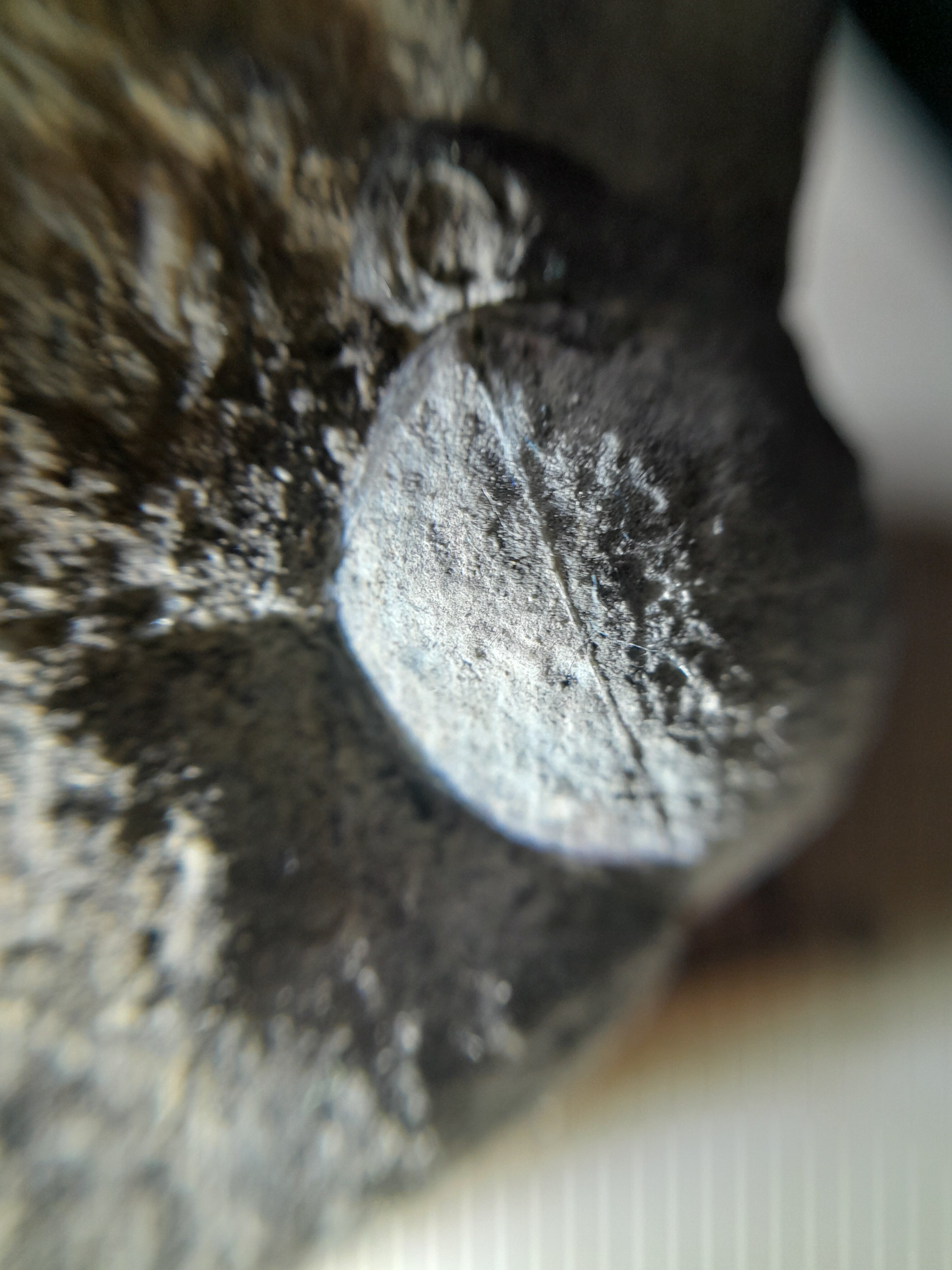 What are these nodes on this rock - Fossil ID - The Fossil Forum