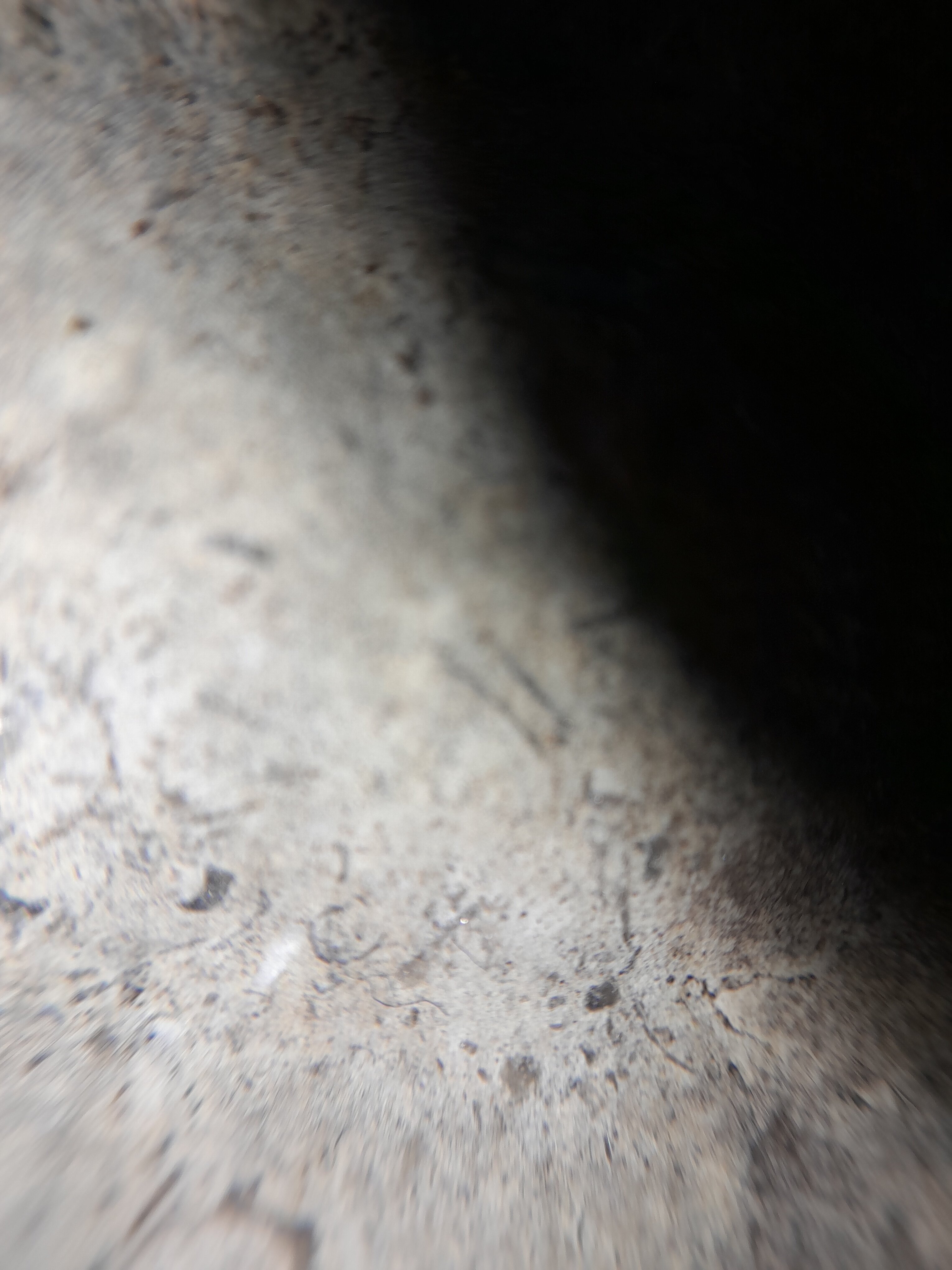 What are these nodes on this rock - Fossil ID - The Fossil Forum