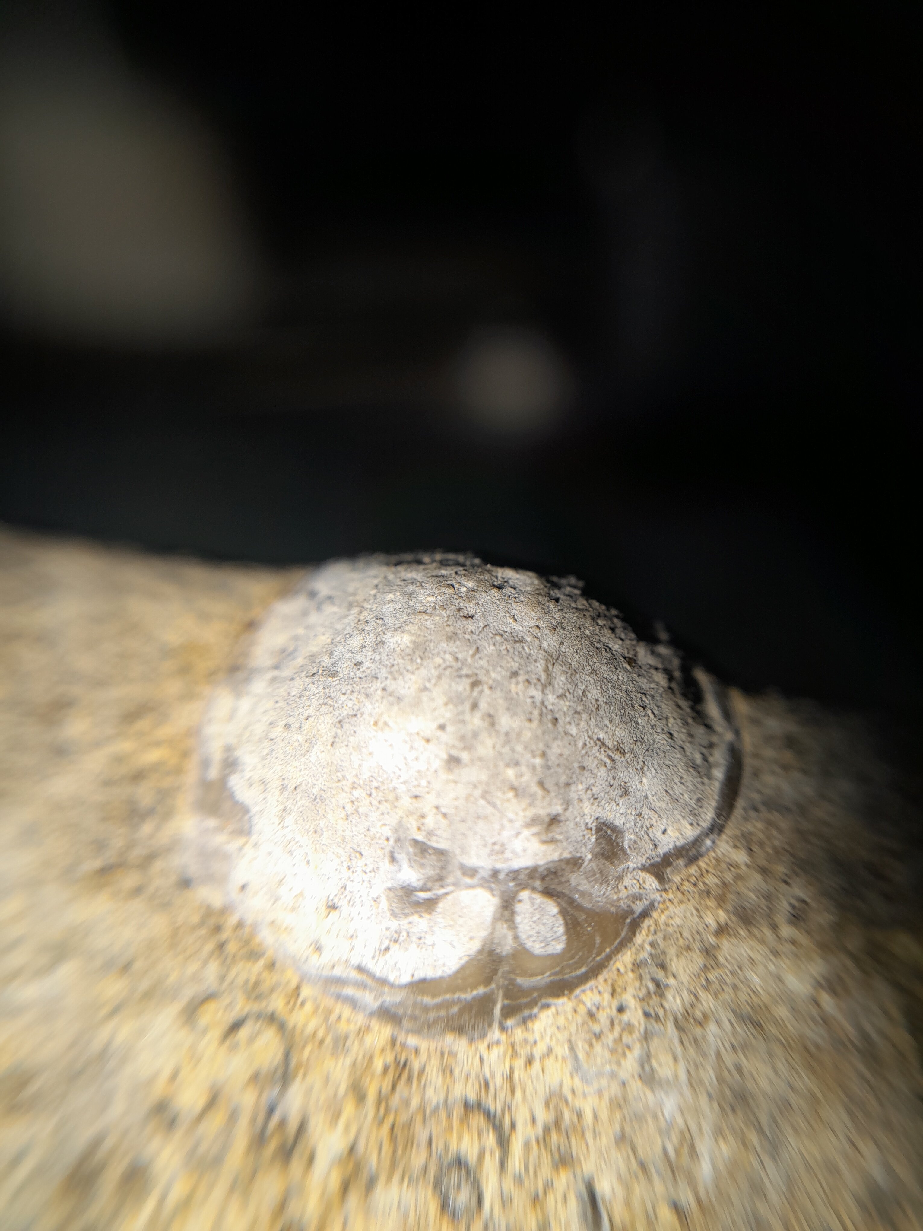 What are these nodes on this rock - Fossil ID - The Fossil Forum