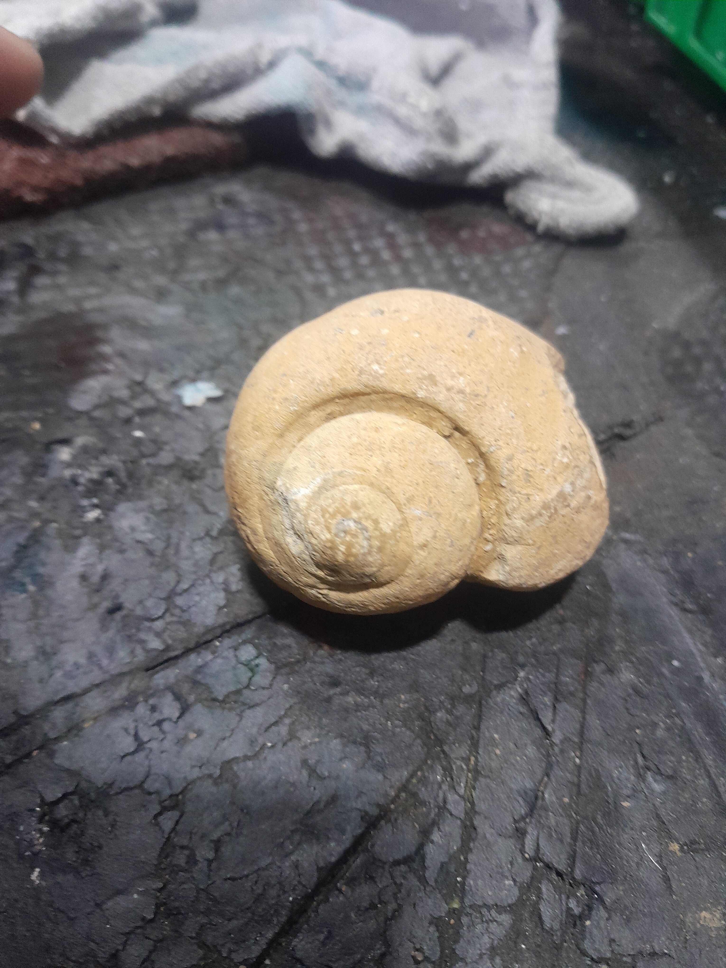 Snail or ammonite - Fossil ID - The Fossil Forum