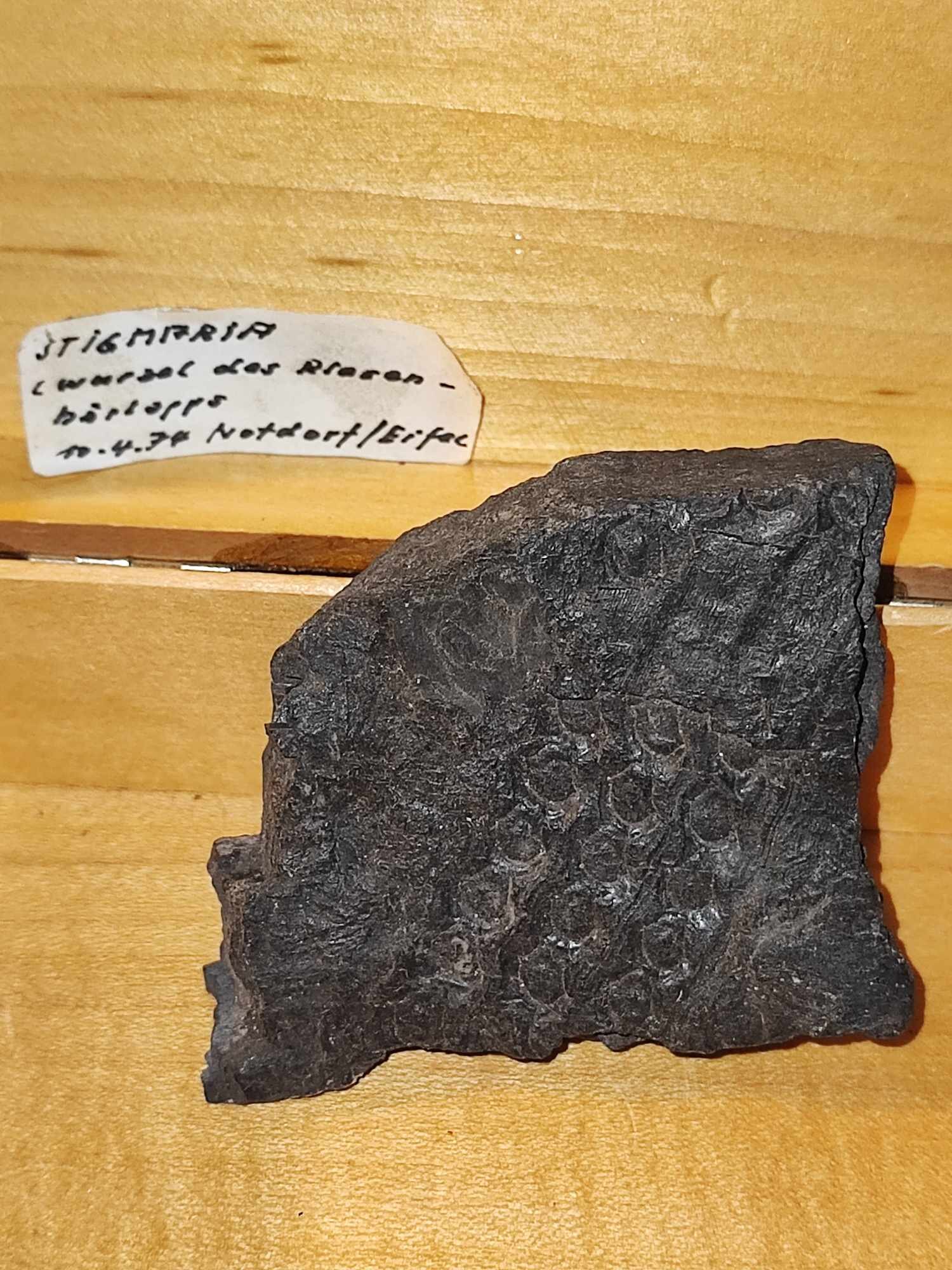 Possible stigmaria of Lepidodendron or Sigillaria - Fossil ID - The ...