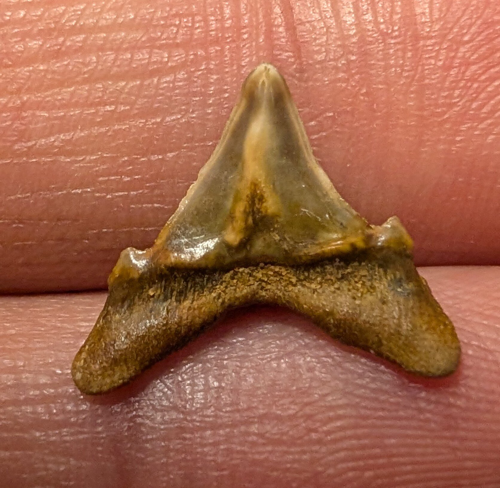 Abbey Wood unidentified teeth - Fossil ID - The Fossil Forum