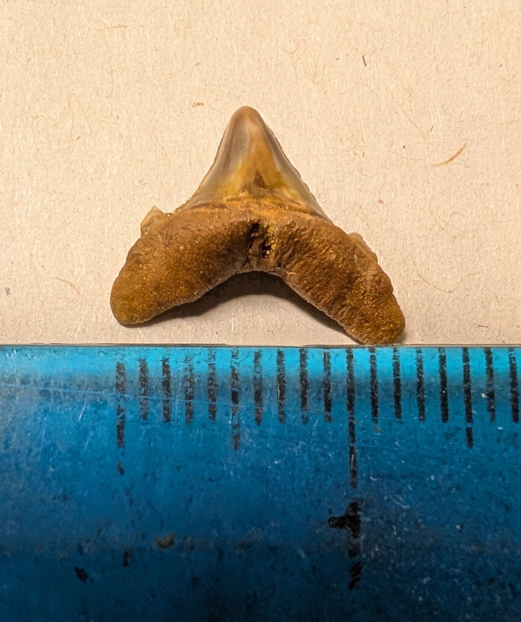 Abbey Wood unidentified teeth - Fossil ID - The Fossil Forum