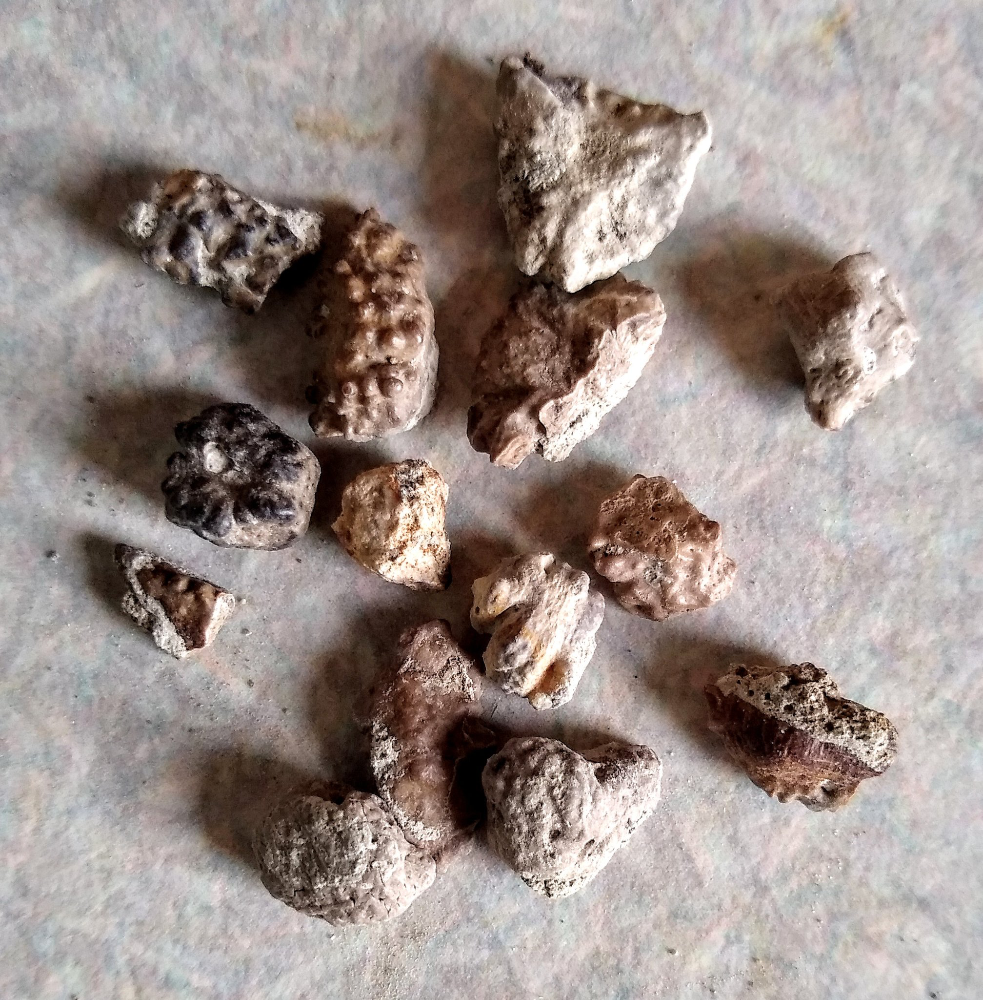 Tiny Ankylosaur Scute? Turtle osteoderm? From the Dinosaur Park ...