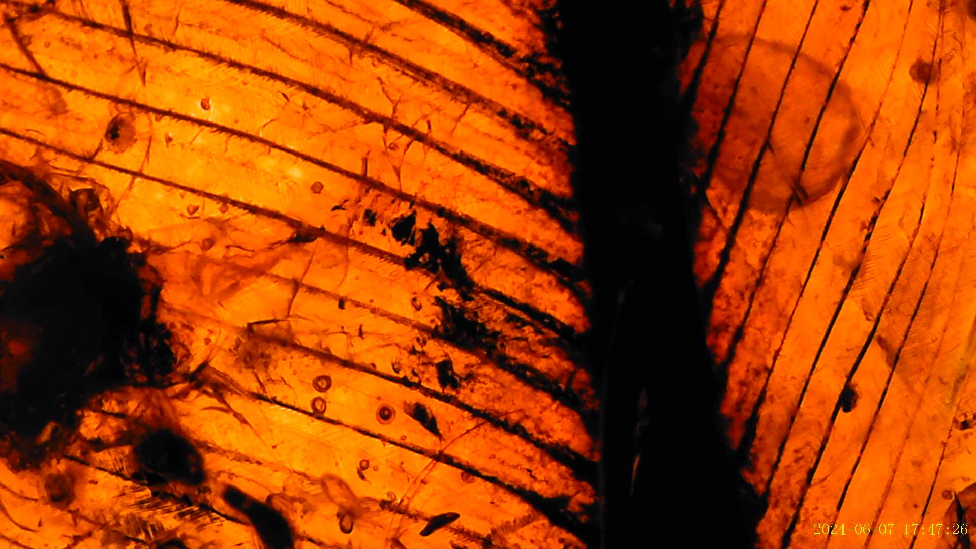 Feather - Fossil ID - The Fossil Forum