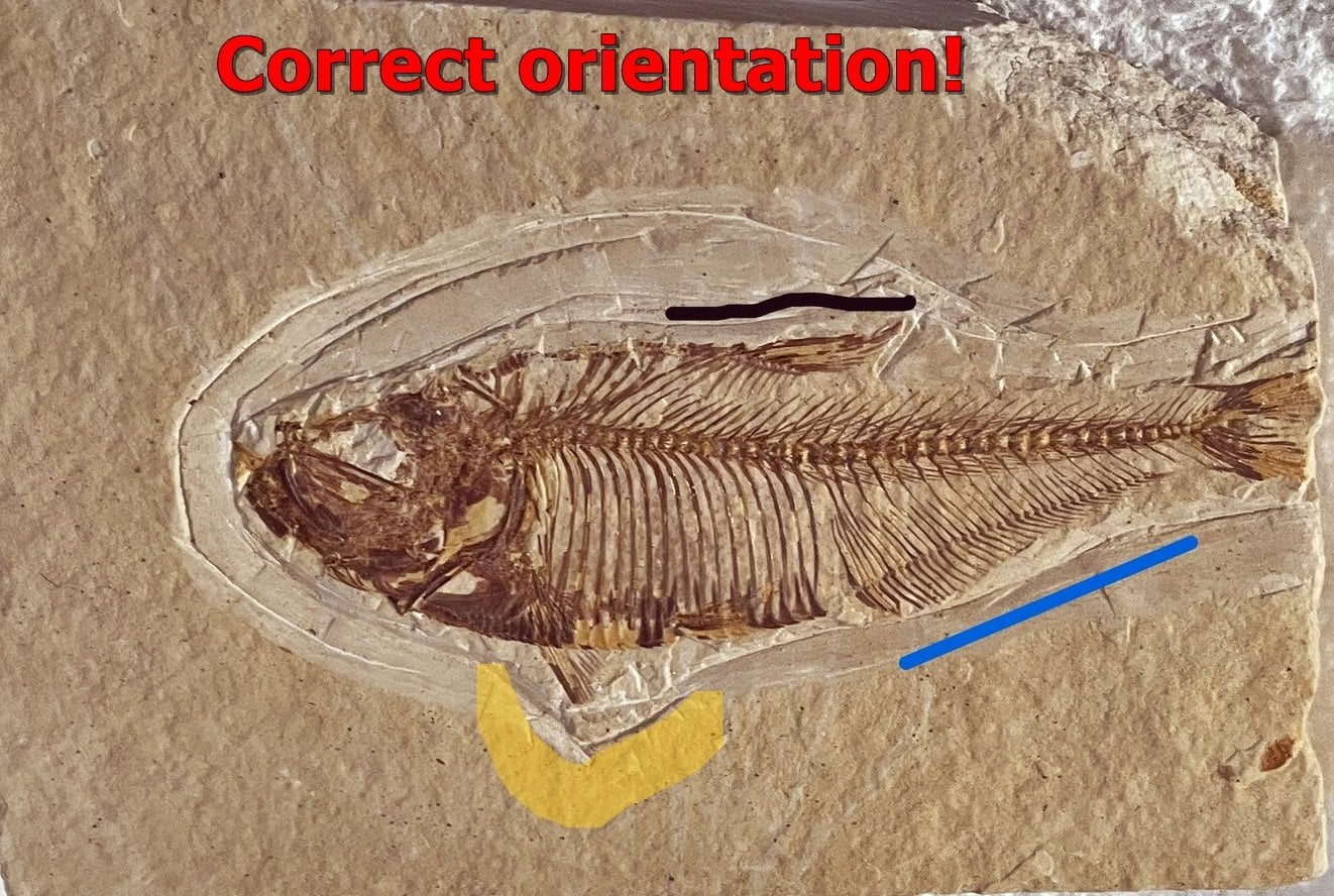 Green River Formation Identification help - Fossil ID - The Fossil Forum