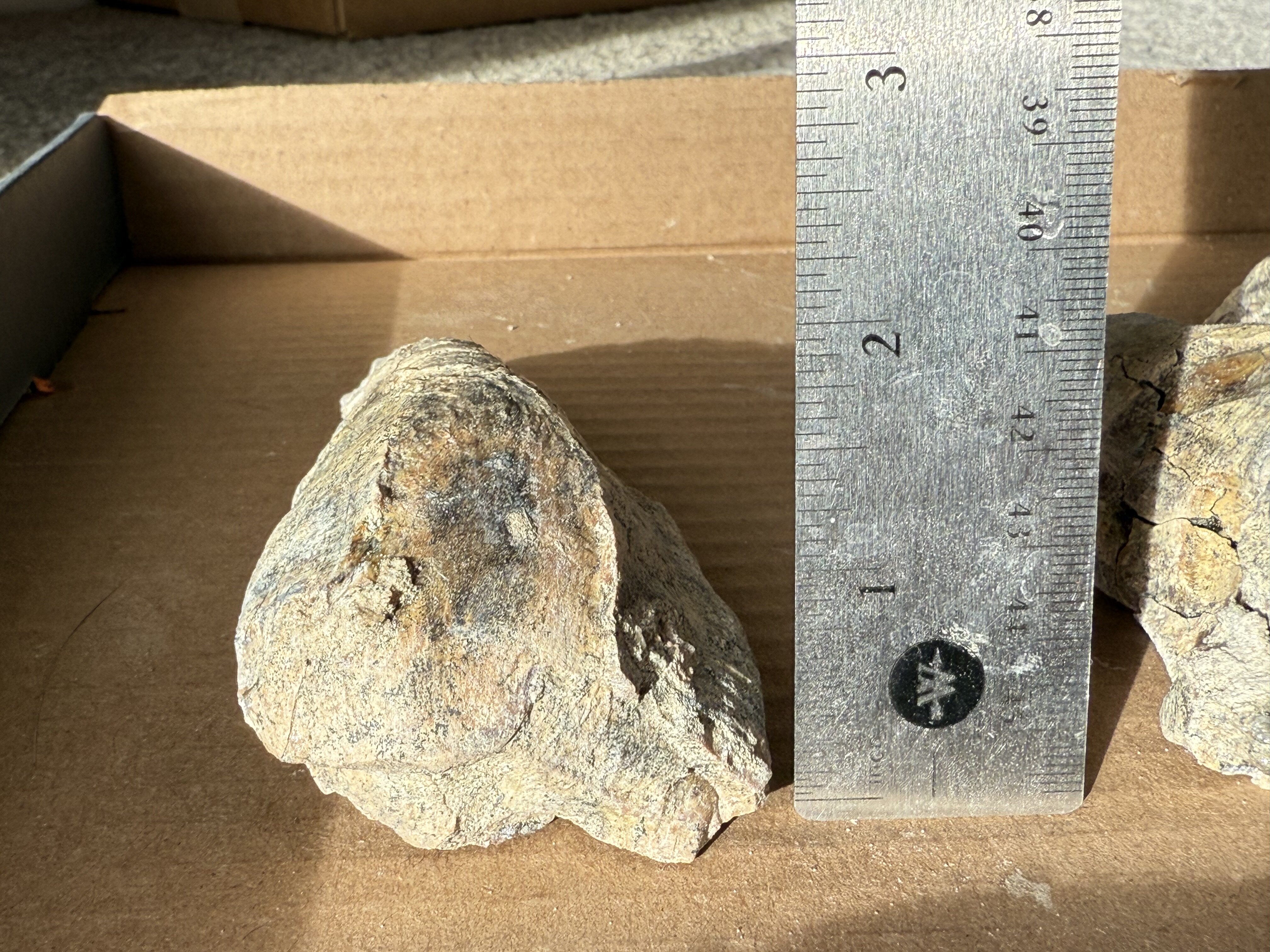 Possible gomphothere(?) teeth ID help - Fossil ID - The Fossil Forum