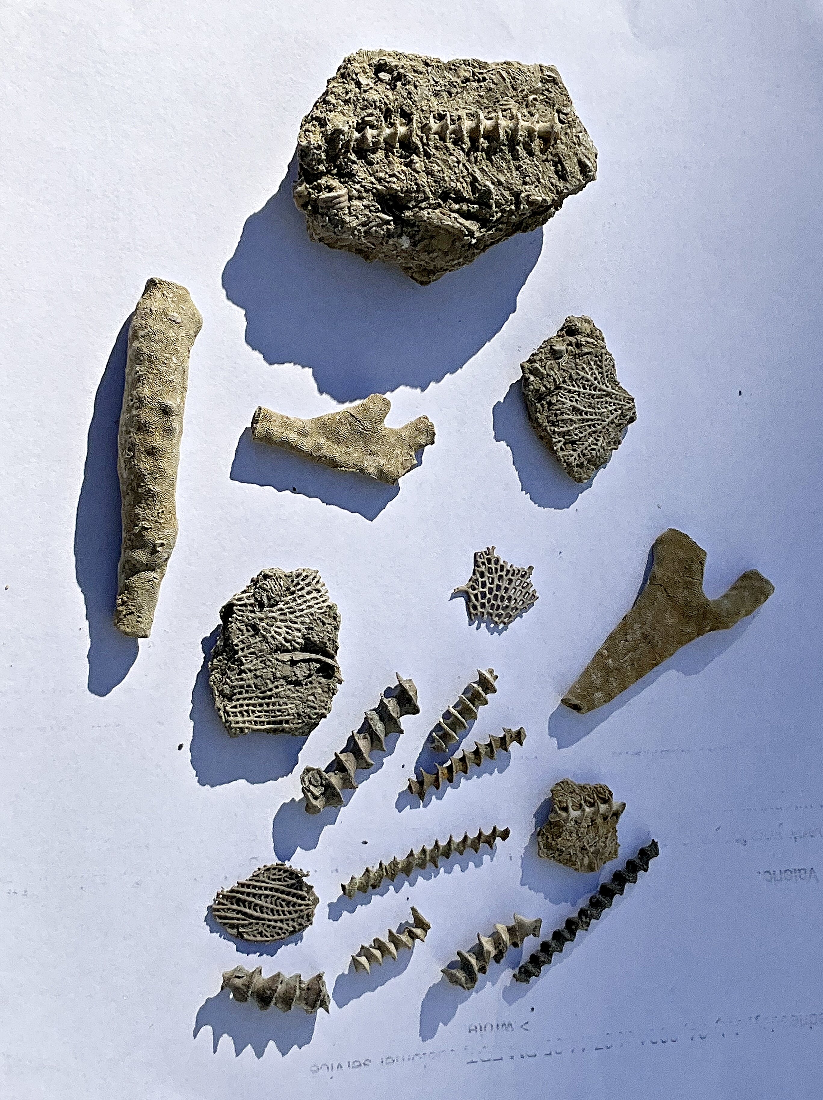 Into Kentucky's Mississippian Again - Fossil Hunting Trips - The Fossil ...