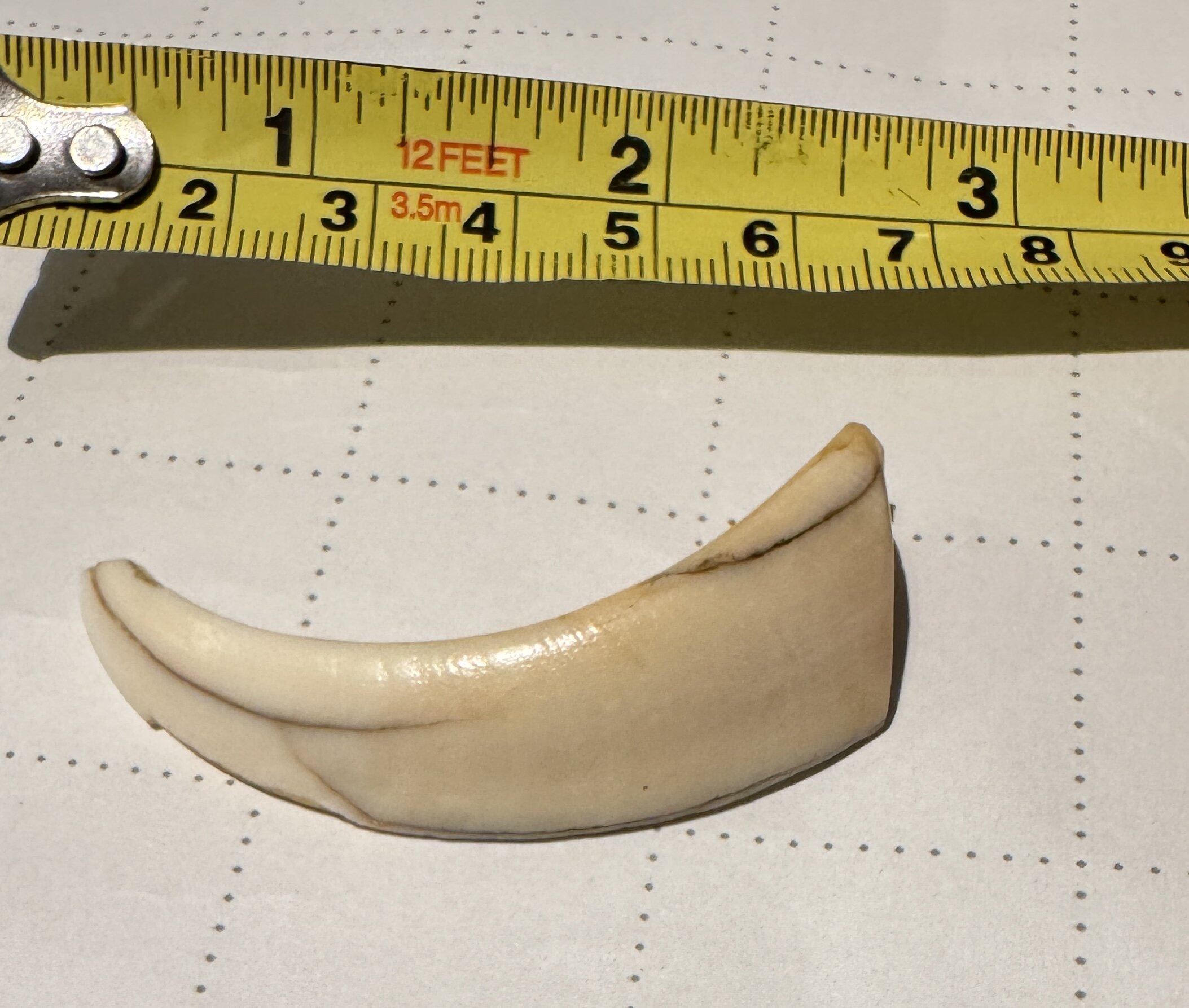 Tooth id? Fang? - Fossil ID - The Fossil Forum