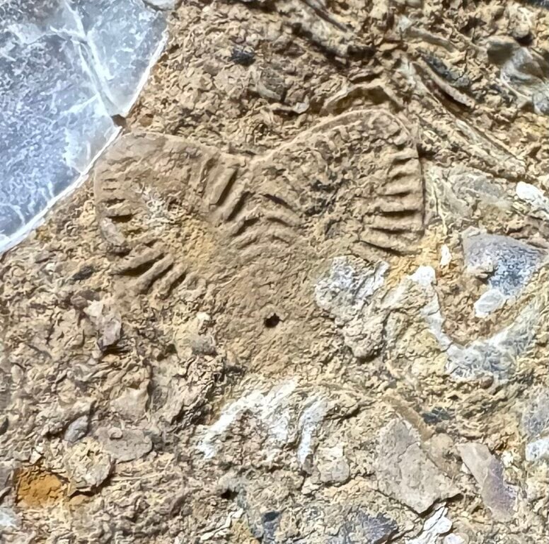 Unknown ocean fossil in Charmouth Mudstone Formation - Fossil ID - The ...