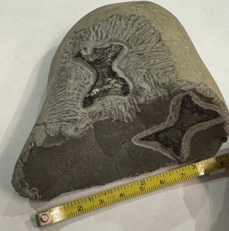 California Miocene Marine Fossils. Possible Phalange? - Fossil ID - The ...