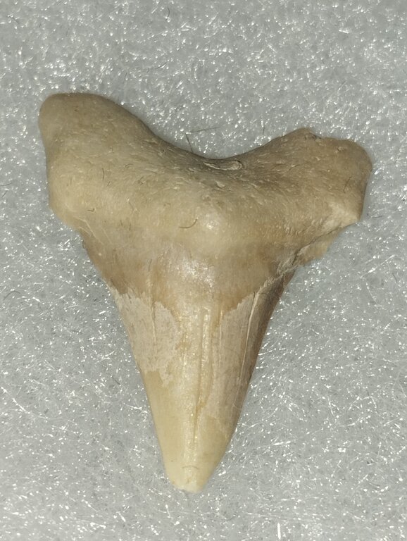 Moroccan shark teeth - Fossil ID - The Fossil Forum