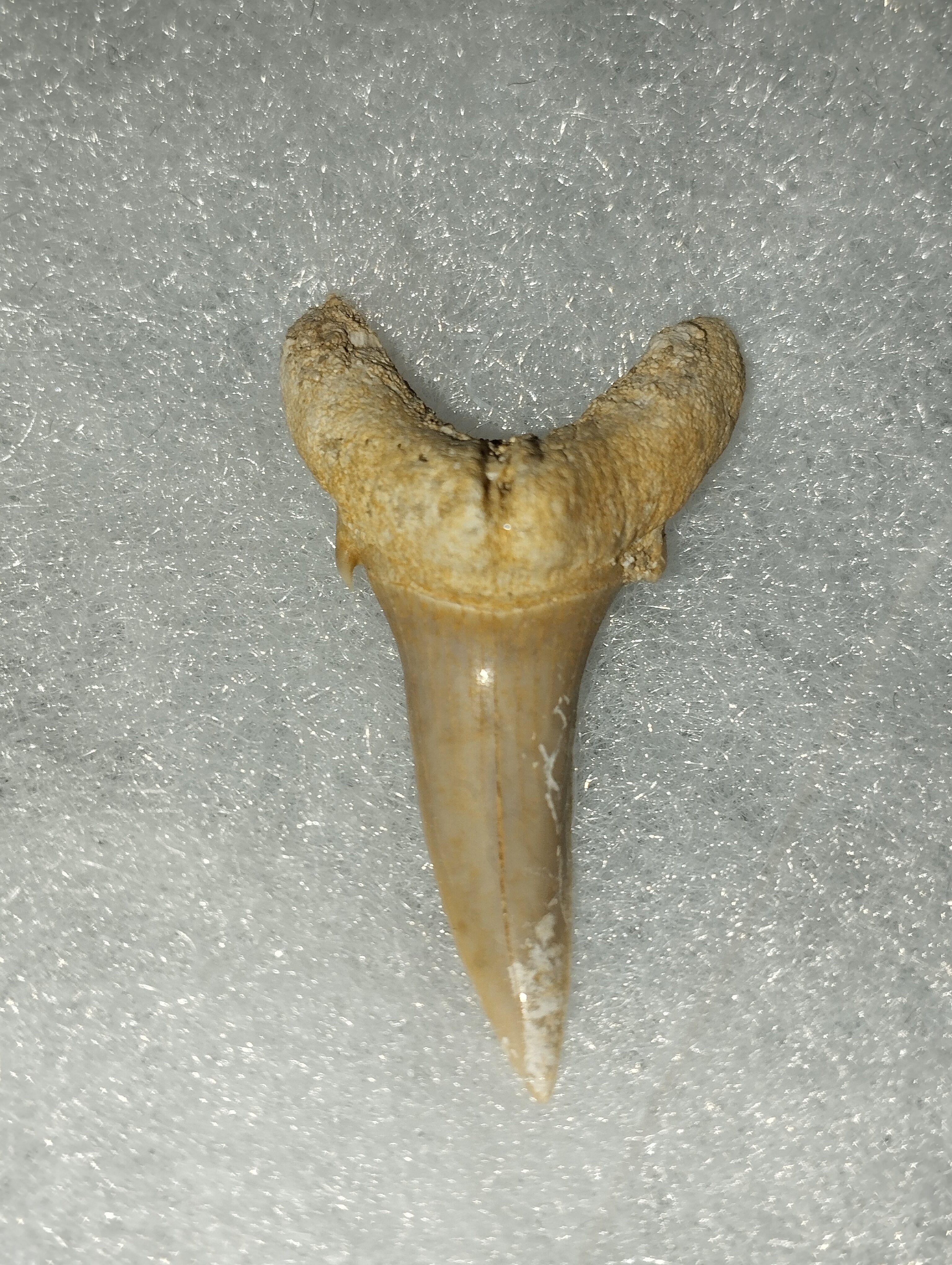 Moroccan shark teeth - Fossil ID - The Fossil Forum