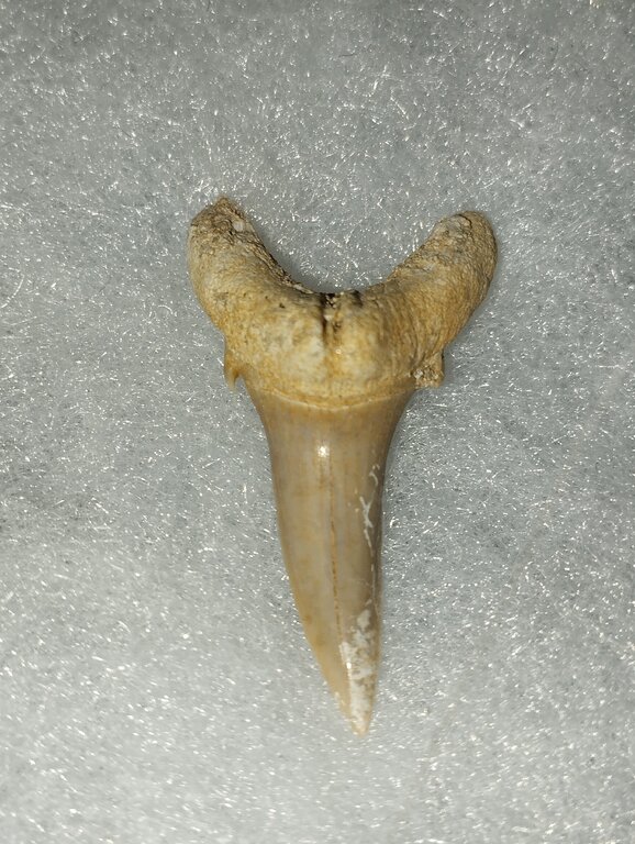 Moroccan shark teeth - Fossil ID - The Fossil Forum