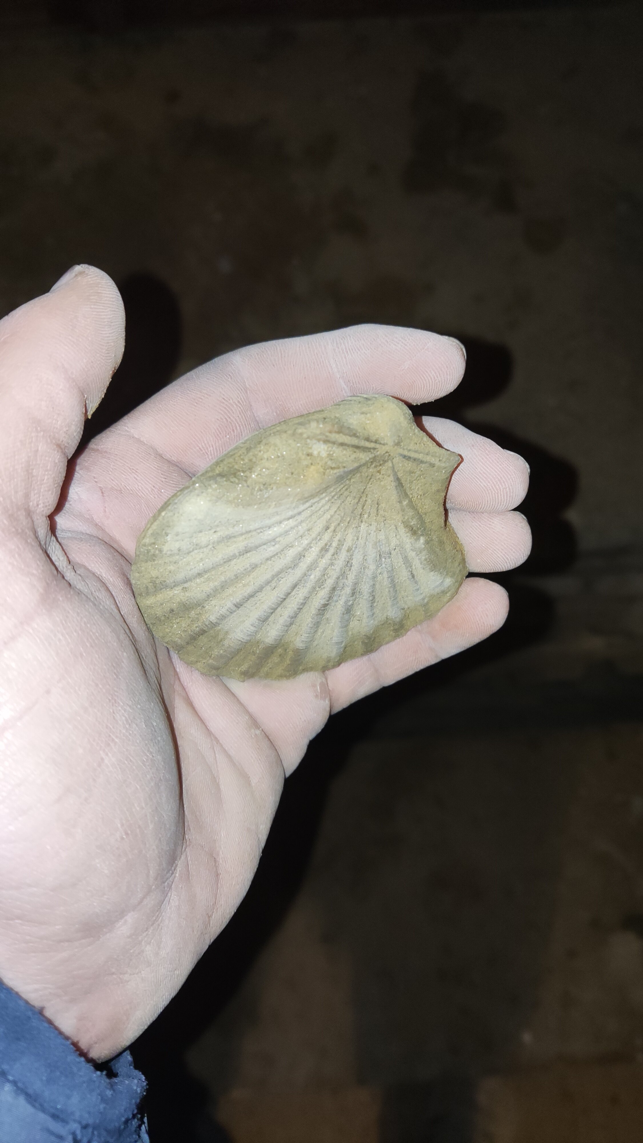 I found it deep underground. Help me find out what it is - Fossil ID ...
