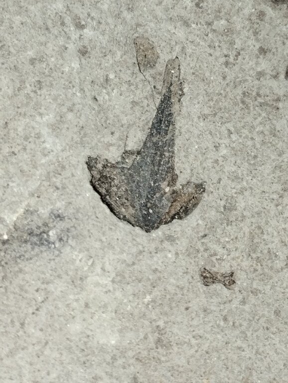 Fish skull bone? - Fossil ID - The Fossil Forum