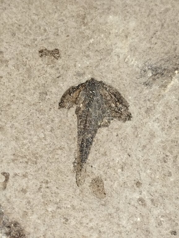 Fish skull bone? - Fossil ID - The Fossil Forum