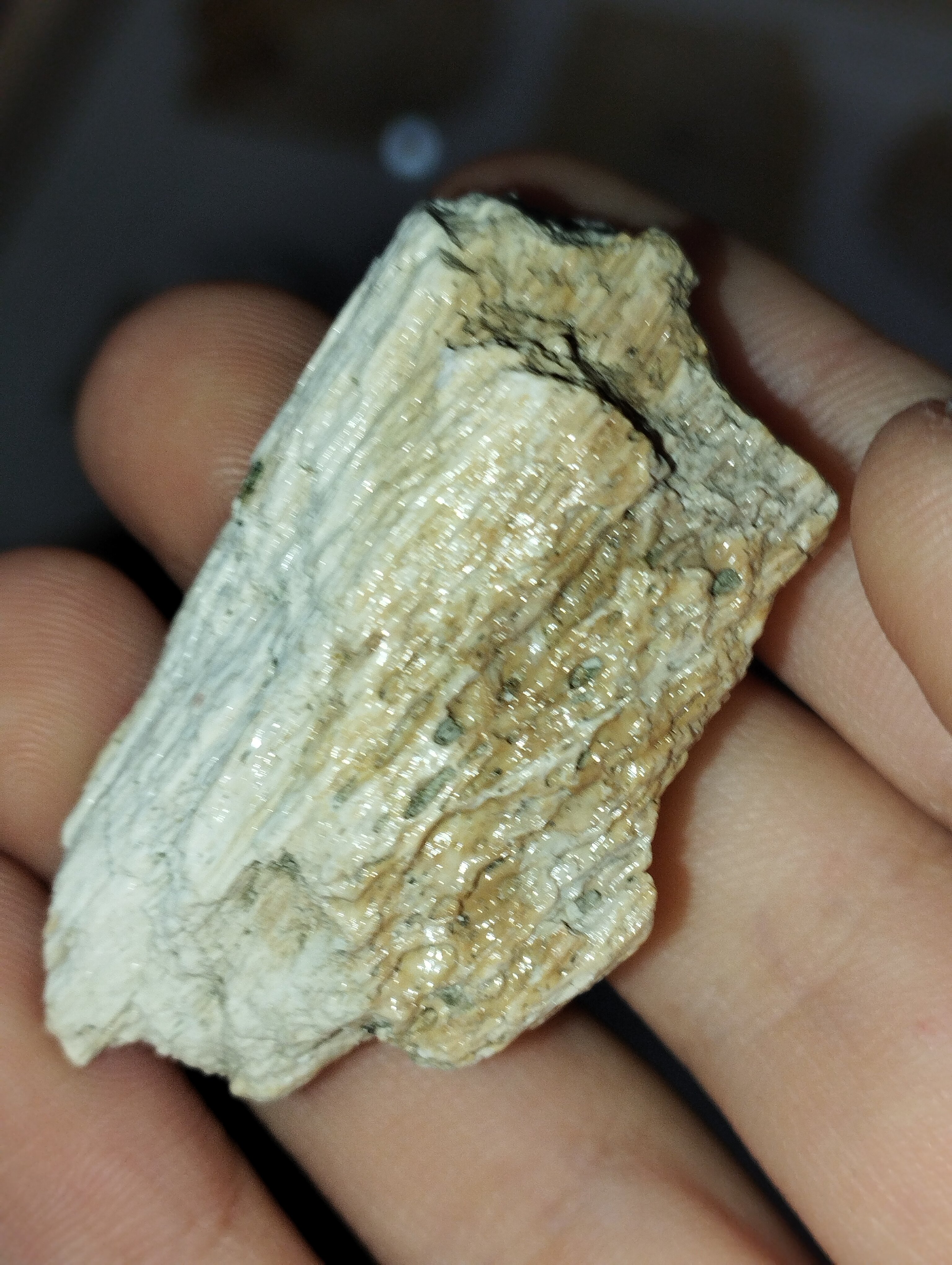Bone from Mineral and fossil show - Fossil ID - The Fossil Forum