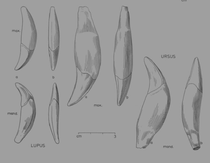Dire wolf vs cave bear tooth - Fossil ID - The Fossil Forum