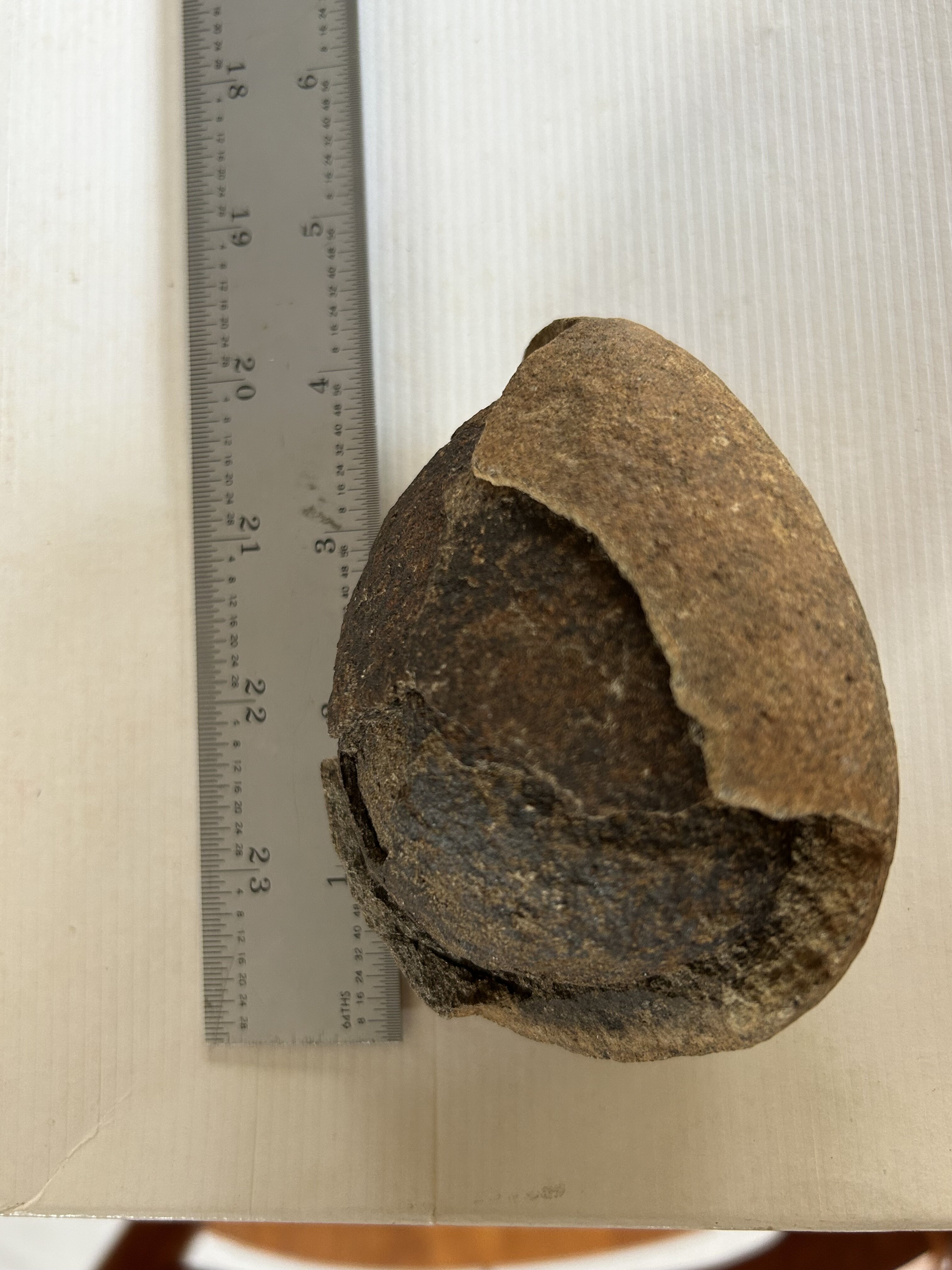 EGG ? - Fossil ID - The Fossil Forum