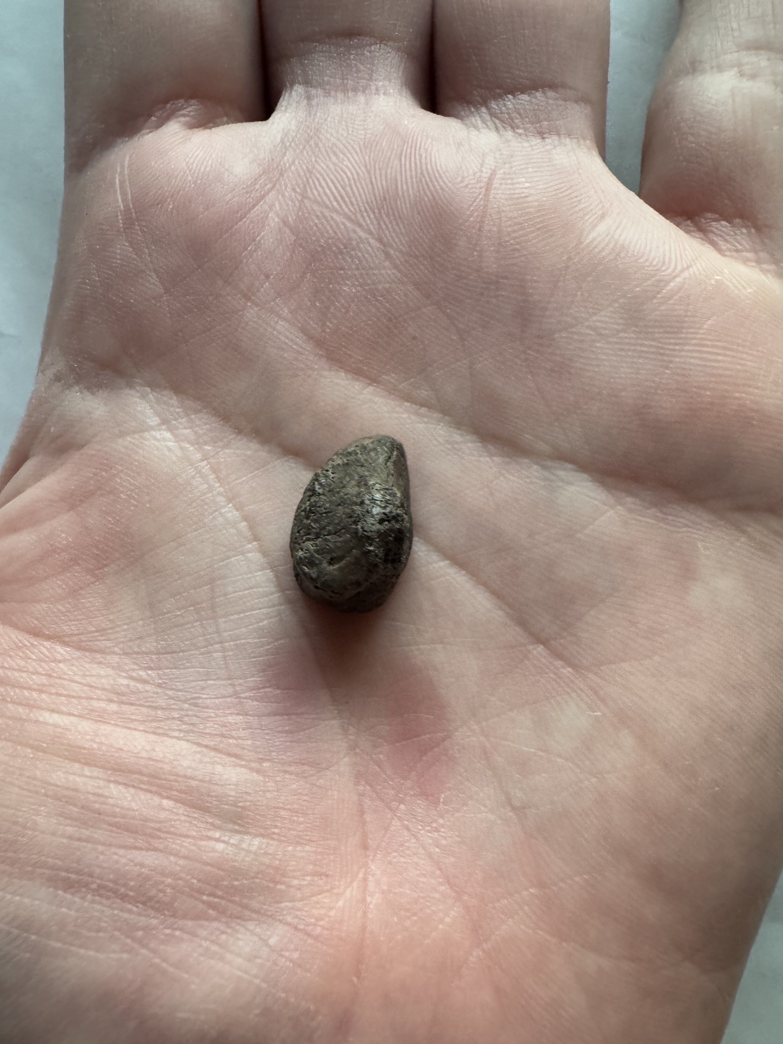 Florida finger bone or claw - Fossil ID - The Fossil Forum