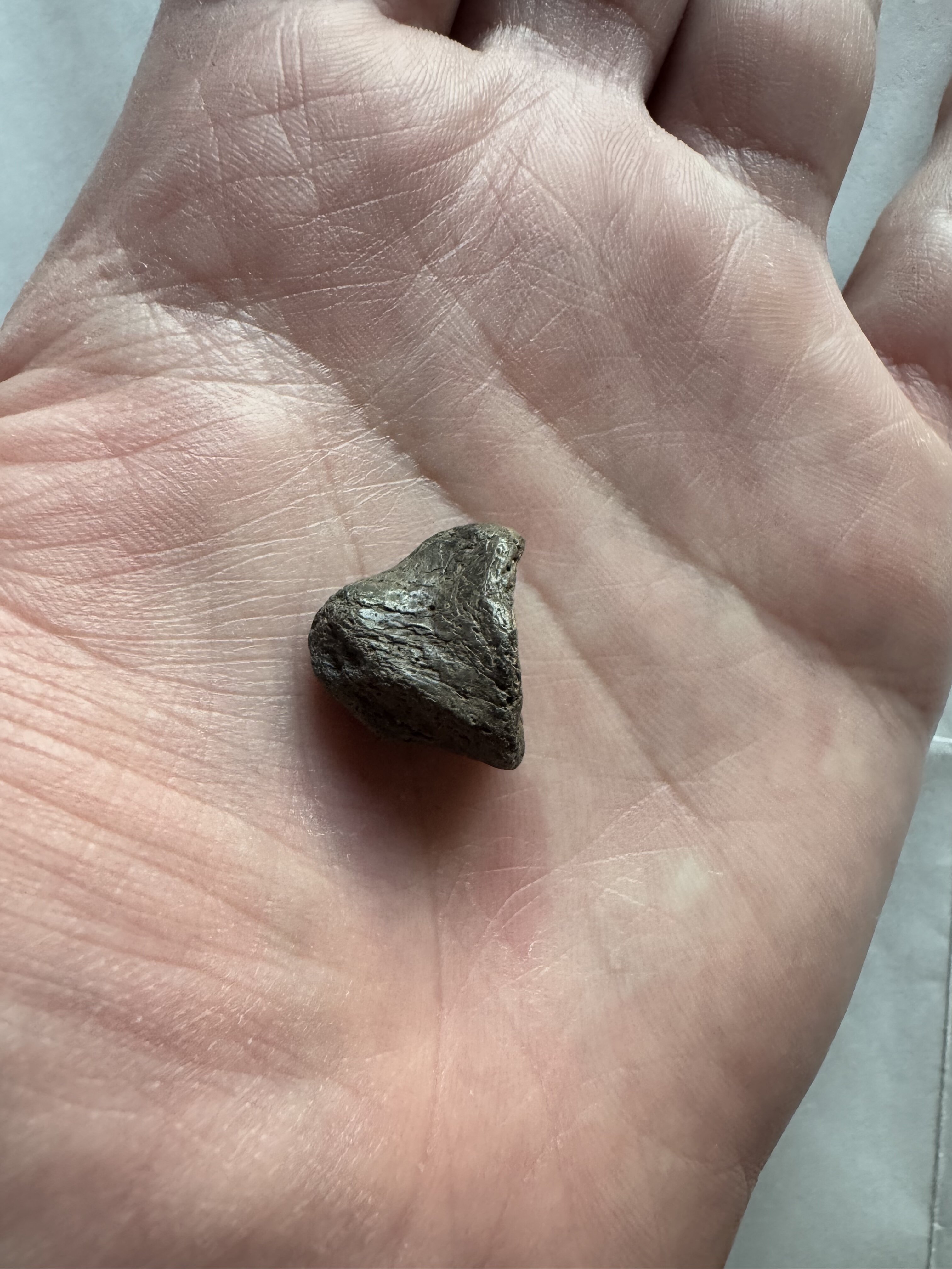 Florida finger bone or claw - Fossil ID - The Fossil Forum