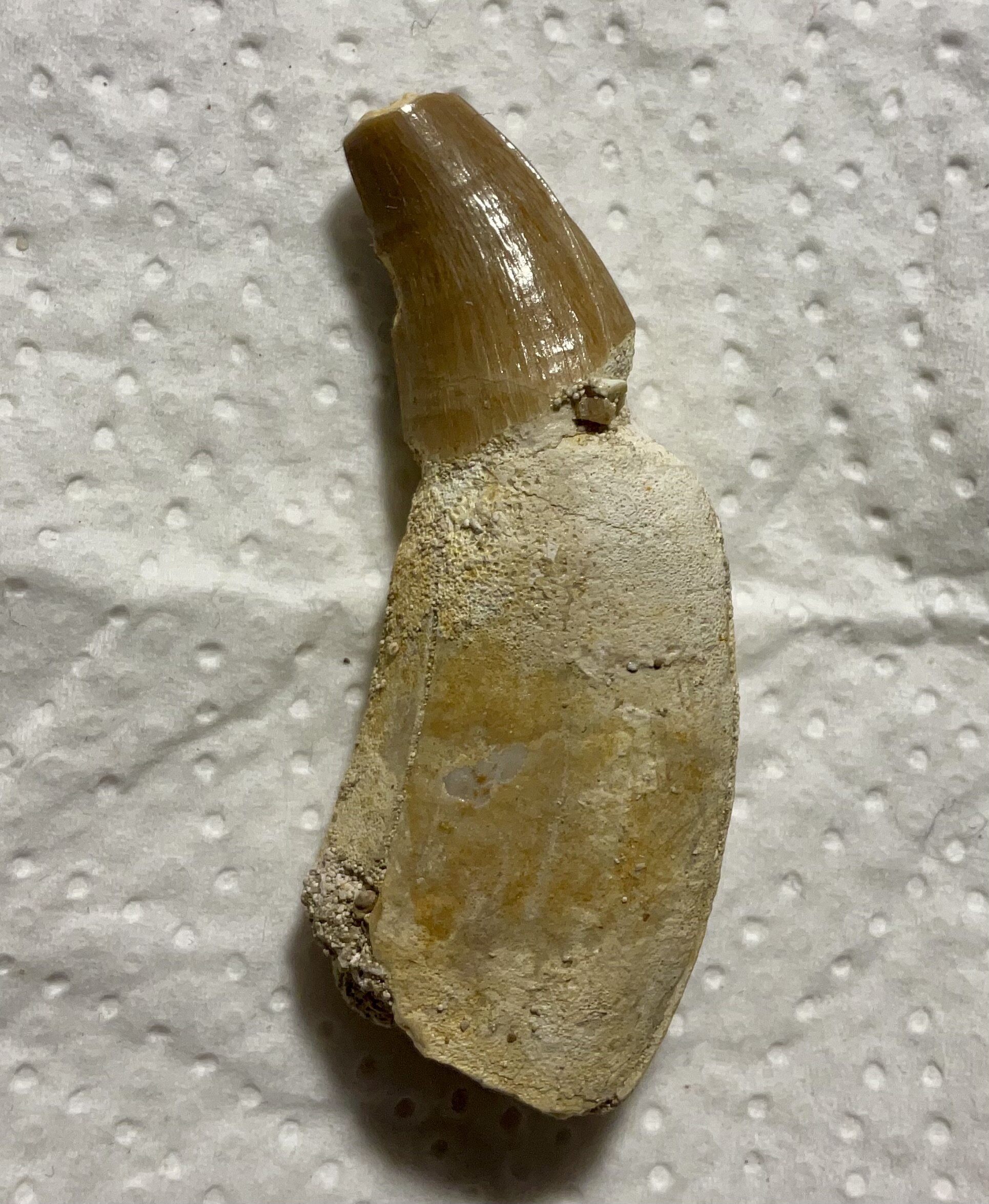Two crocodile teeth would need an ID ! - Fossil ID - The Fossil Forum