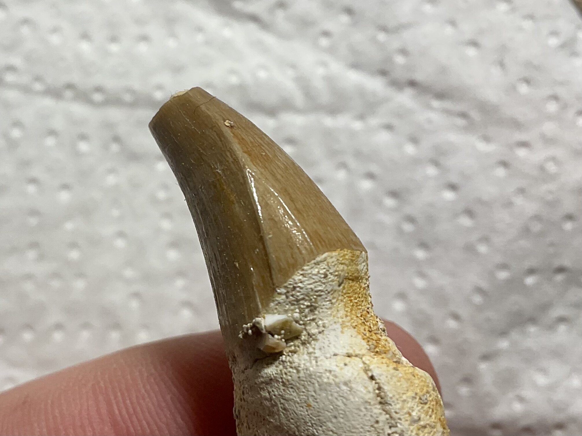 Two crocodile teeth would need an ID ! - Fossil ID - The Fossil Forum