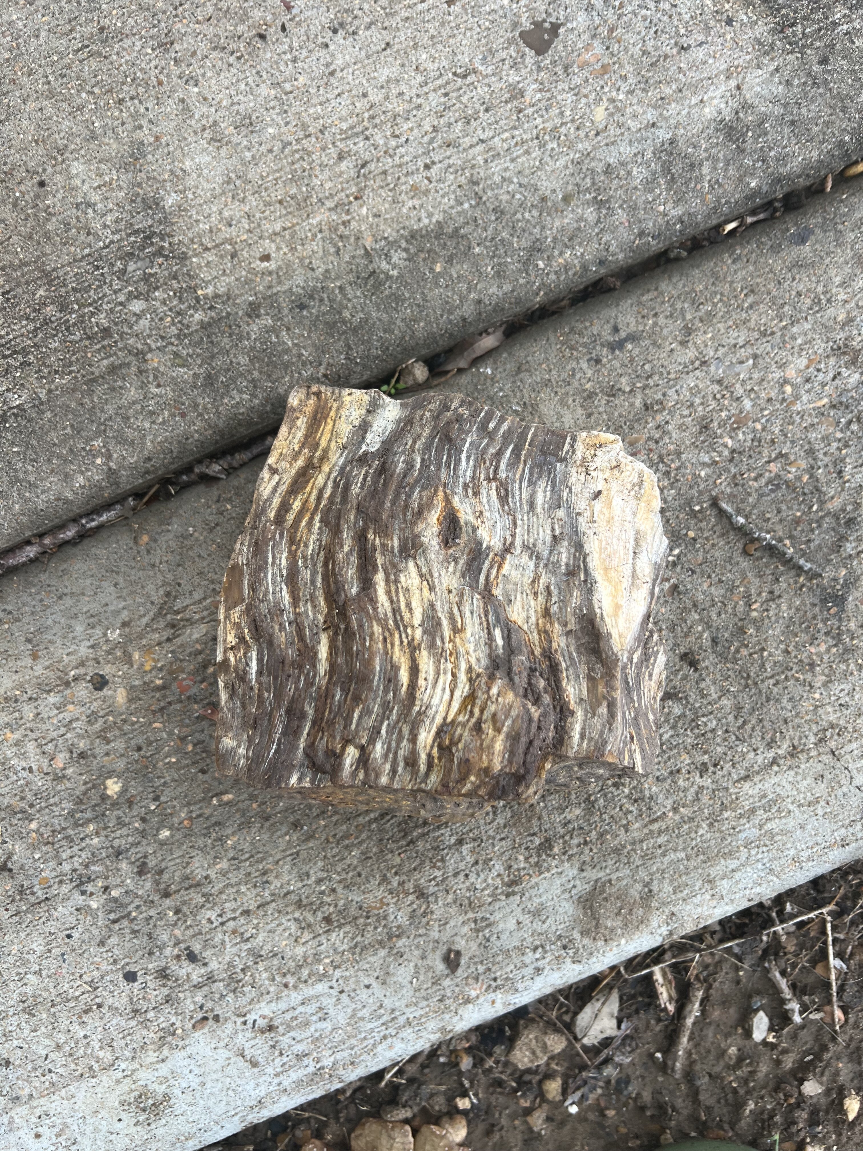 Near Austin Texas - Fossil ID - The Fossil Forum