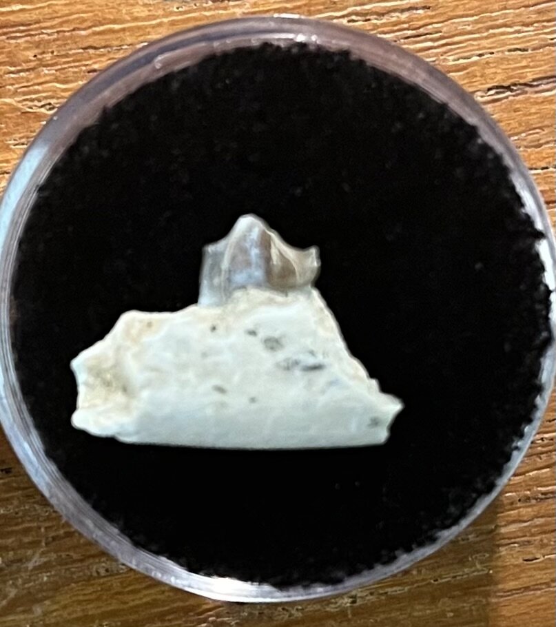 Another White River Tooth - Fossil ID - The Fossil Forum