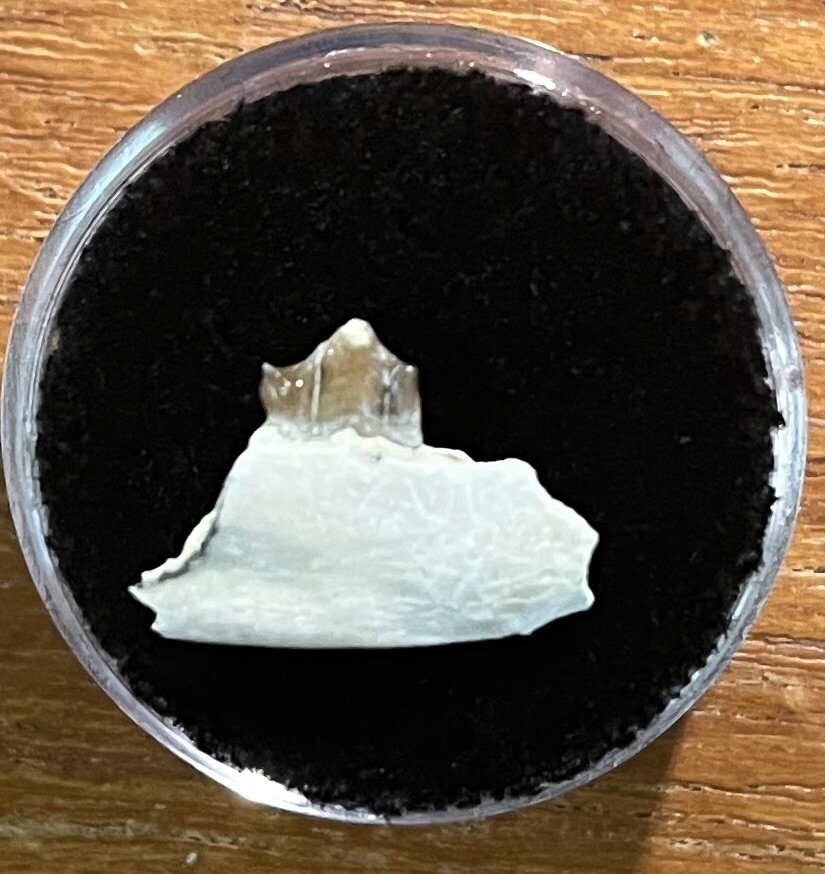 Another White River Tooth - Fossil ID - The Fossil Forum
