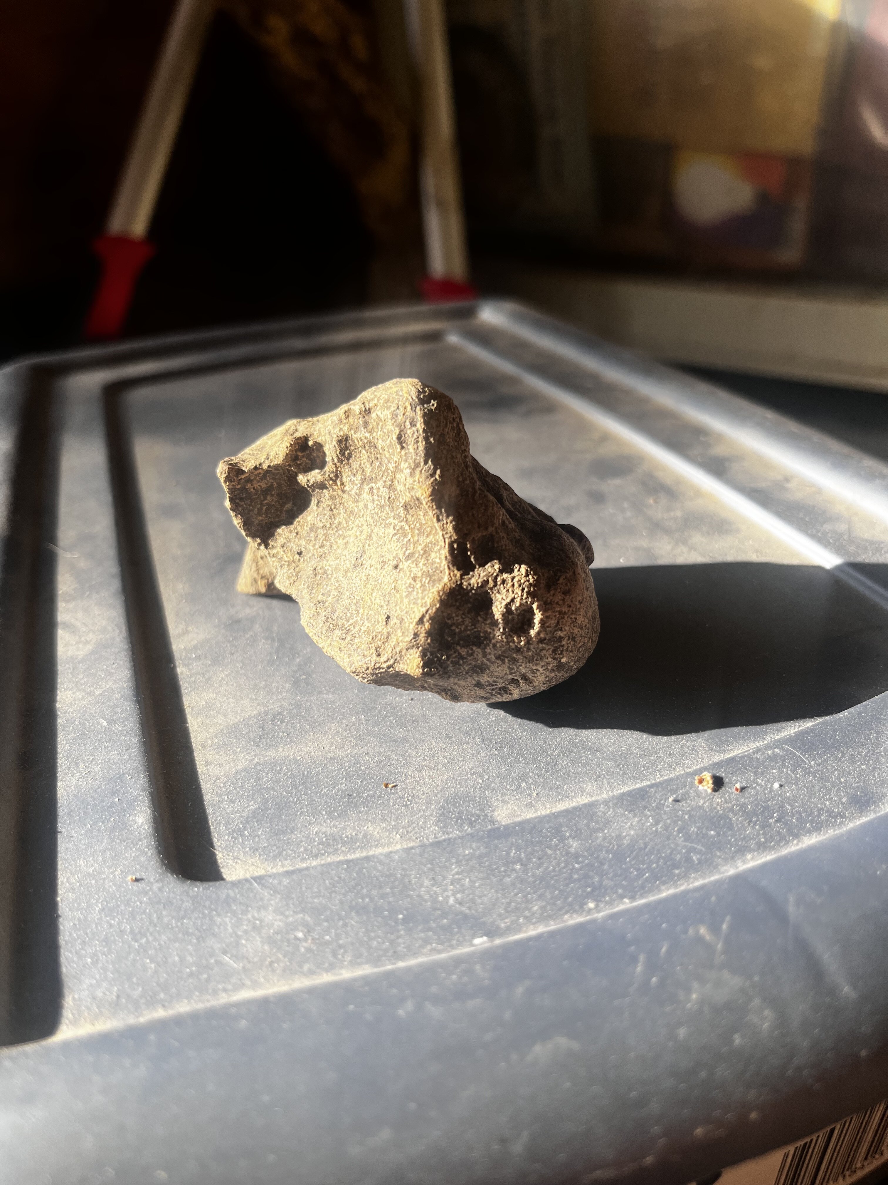 Last one - Fossil ID - The Fossil Forum