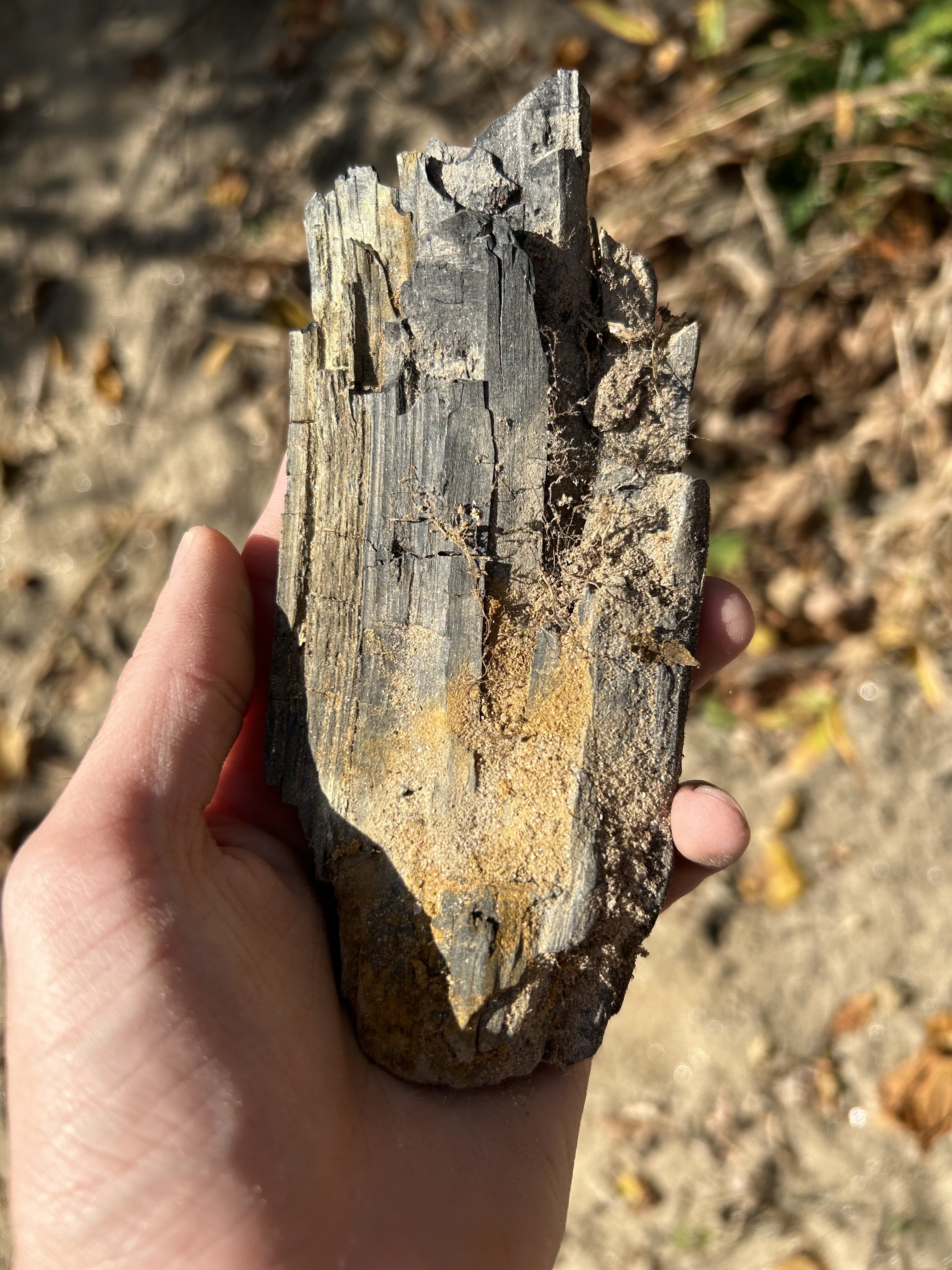 Lignite ID and preservation - Fossil ID - The Fossil Forum